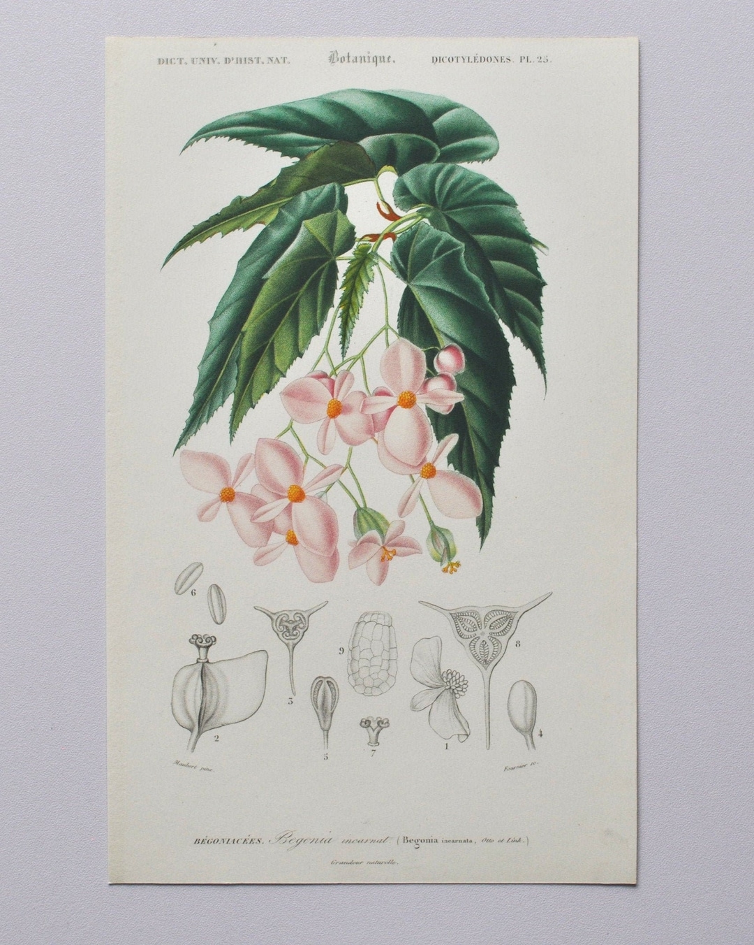 Begonia - Hand-colored Original Antique Botanical Print - Orbigny ...
