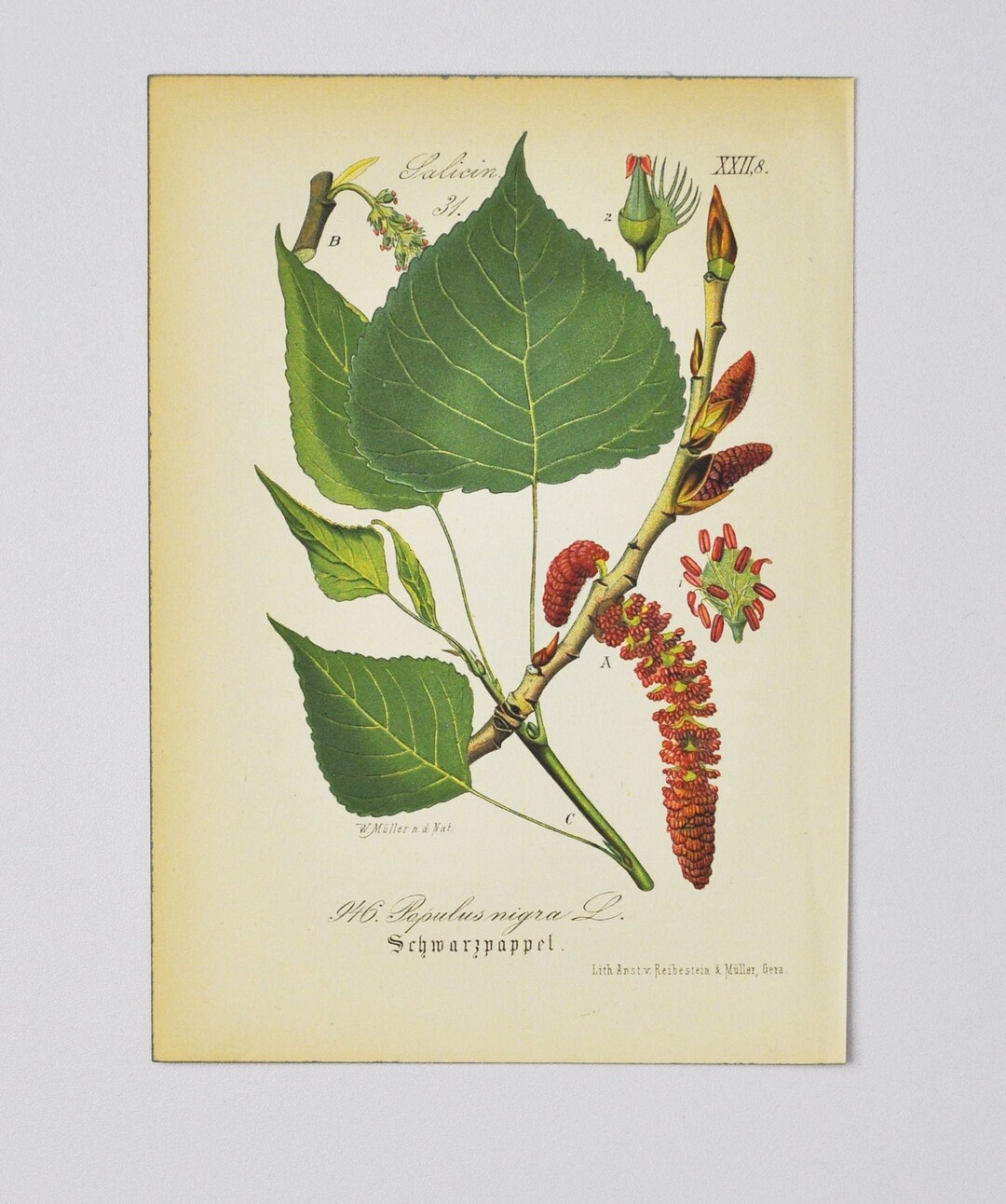 Black Poplar Print - Original Antique Botanical Print 1880s - Populus ...