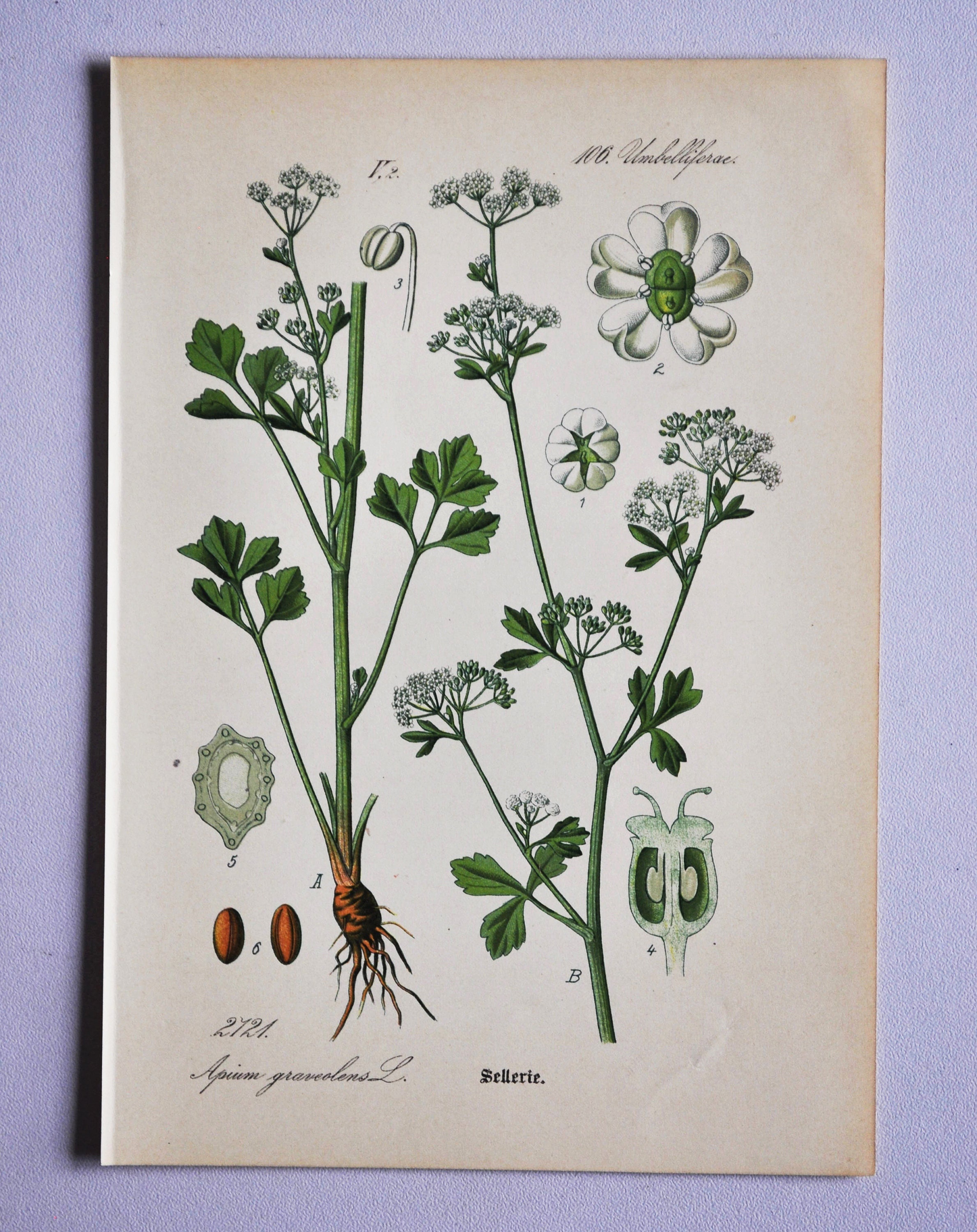 Celery Plant Flower