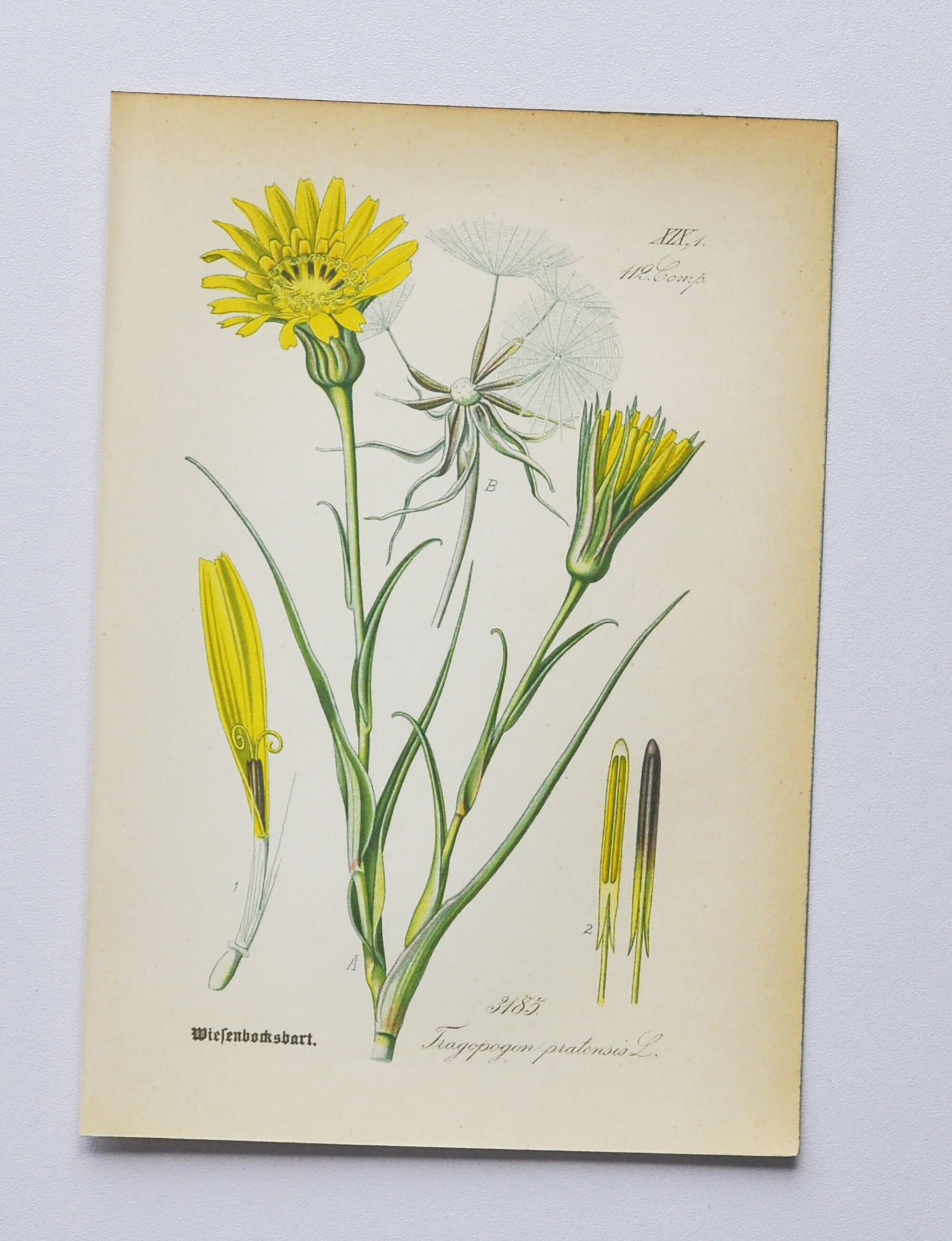 Biennial Plant Drawing
