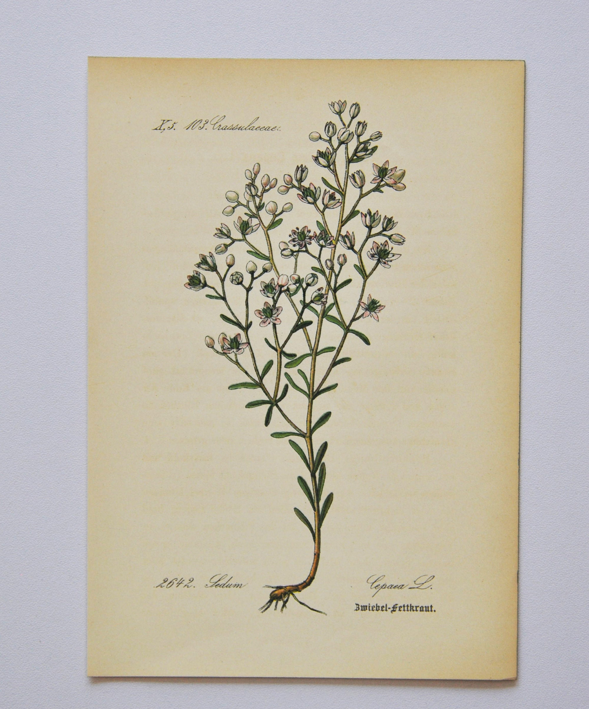 Annual Stonecrop Print plant flower seed orpine crassulaceae perennial ...