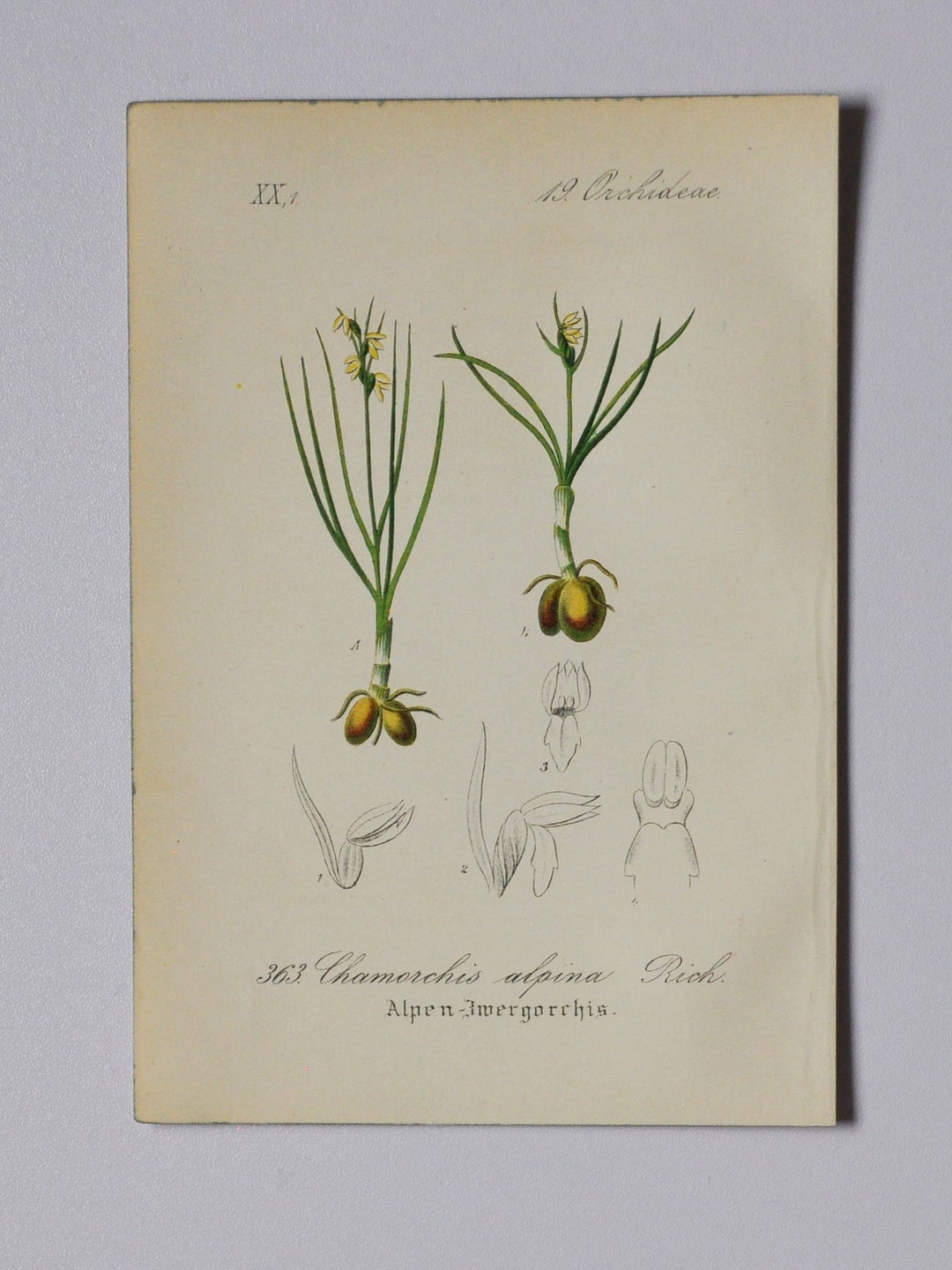 False Orchid or False Musk Orchid - Chamorchis Alpina - Original ...