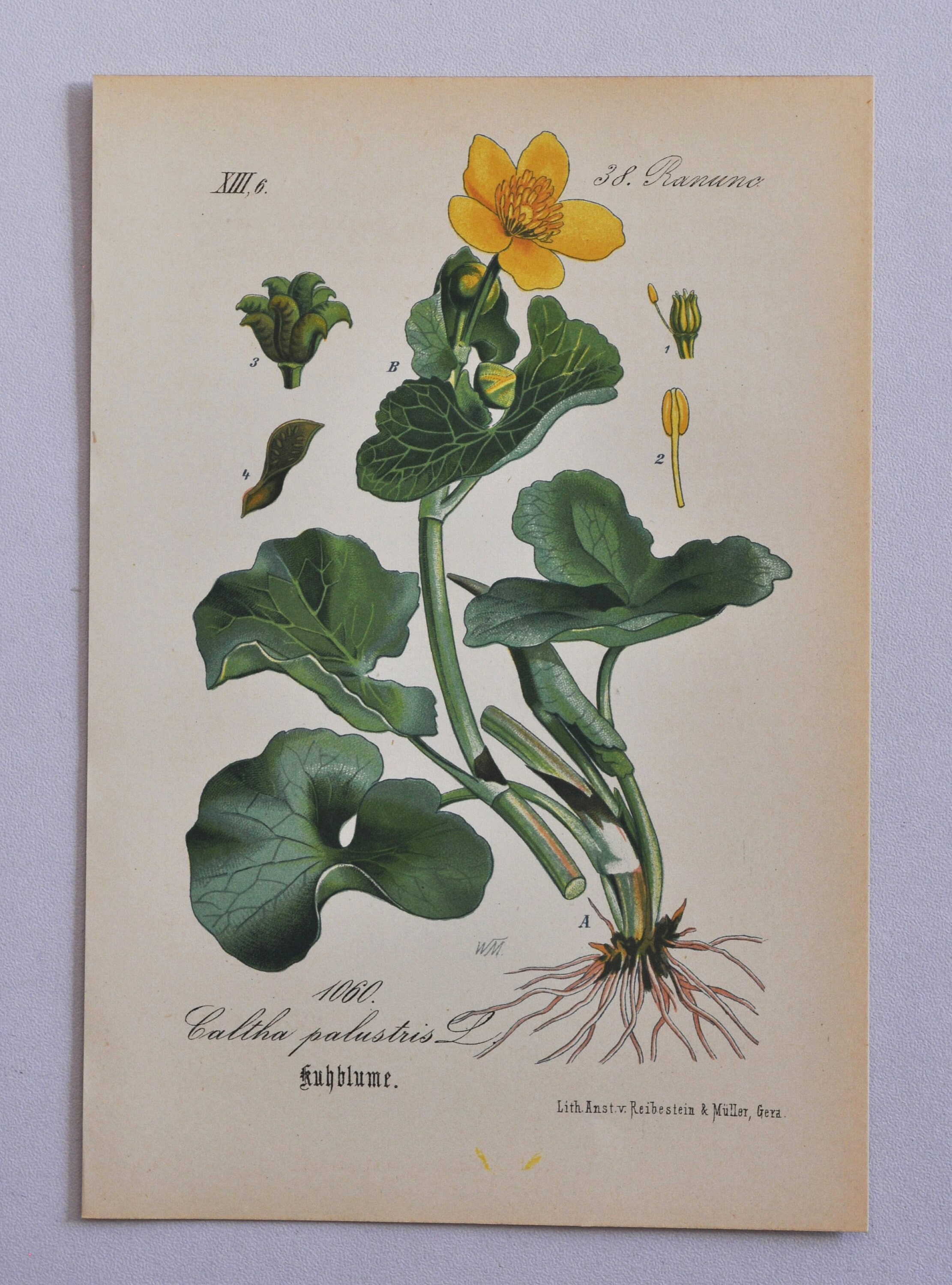 Marsh Marigold Drawing