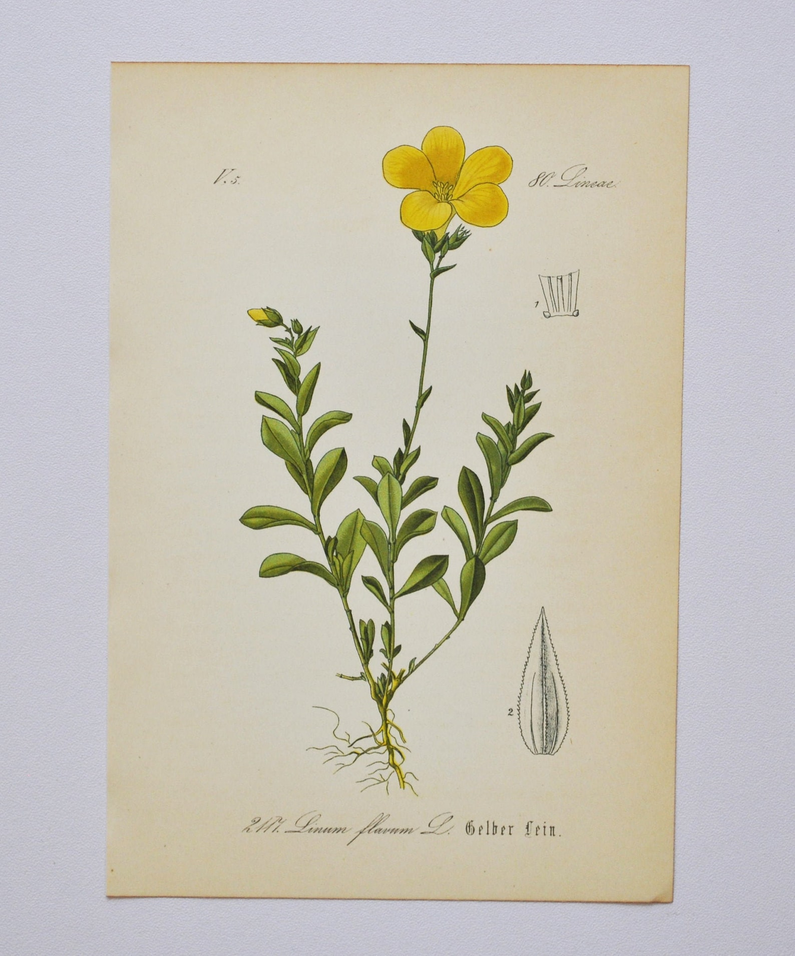 Golden Flax Print Original Antique Botanical Print 1880s | Etsy