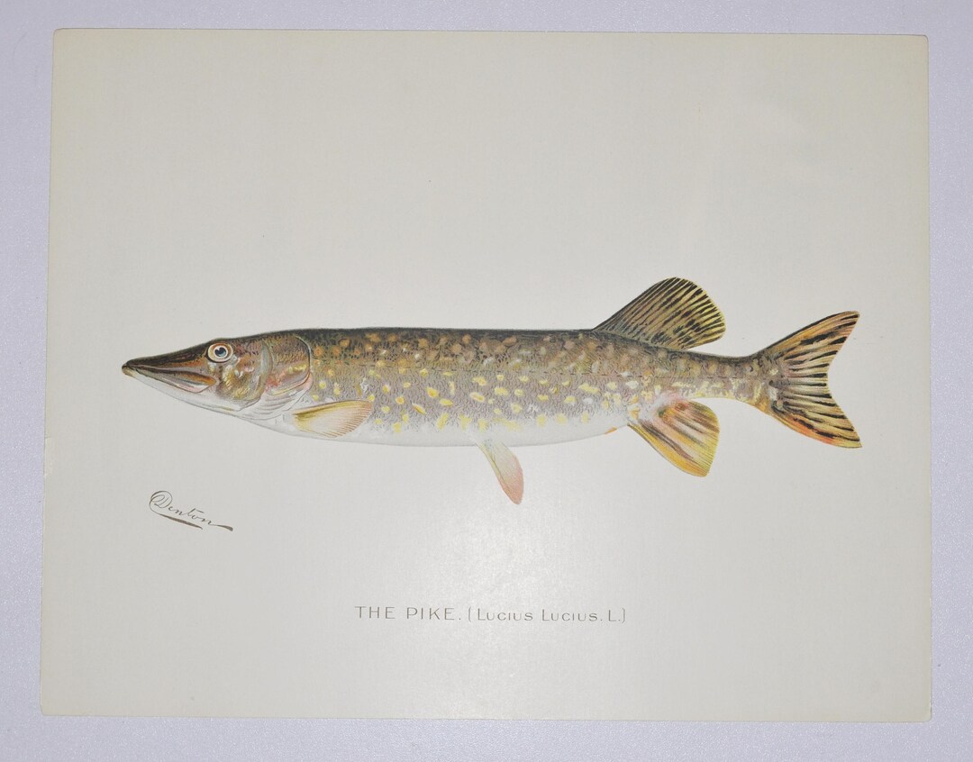 The Pike - Original Antique Fish Print - Lucius - 1902 Sherman Foote ...