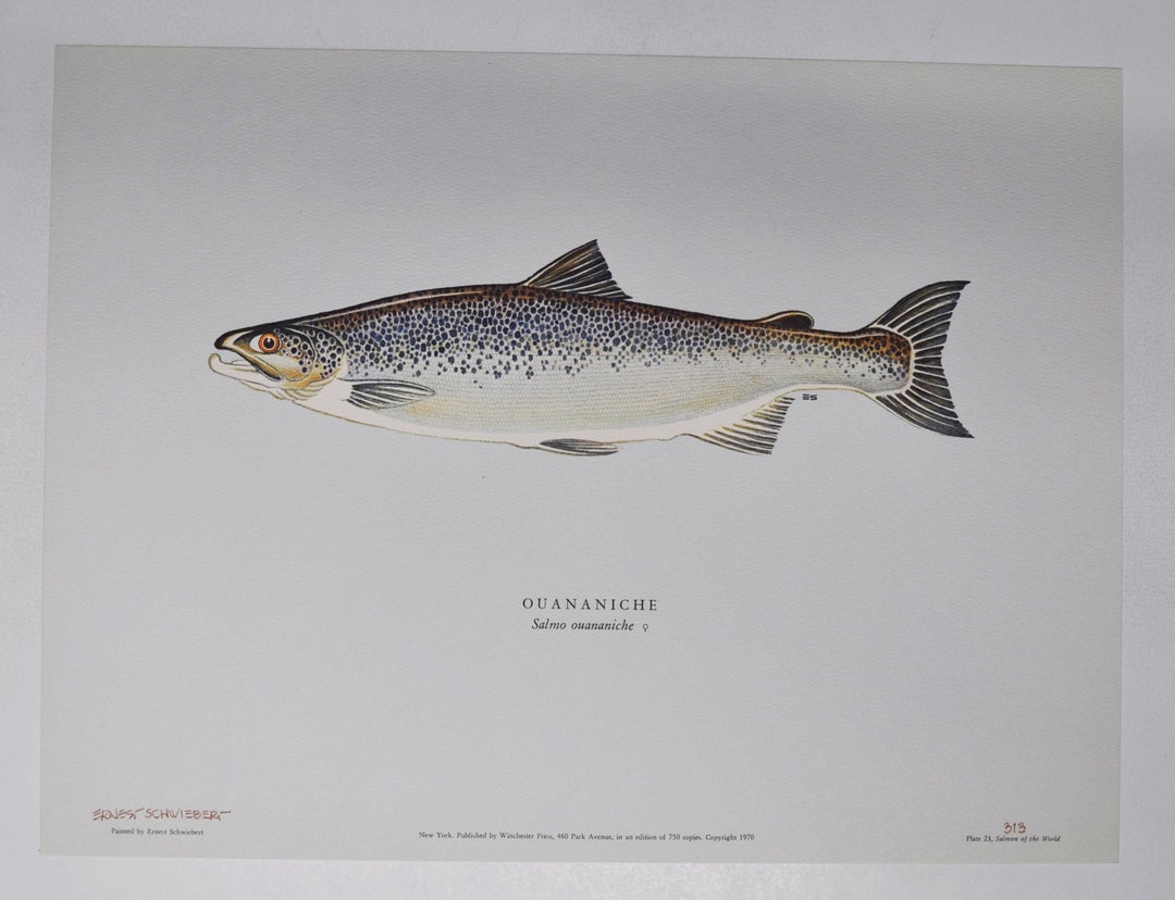 Ouananiche - Original Vintage Fish Print From 1970 - Salmo Ouananiche ...