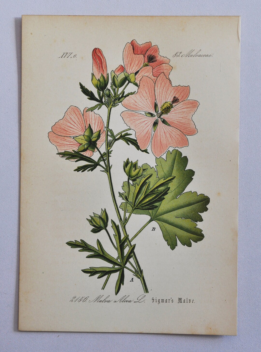Greater Musk-mallow Print - Original Antique Botanical Print 1880s ...