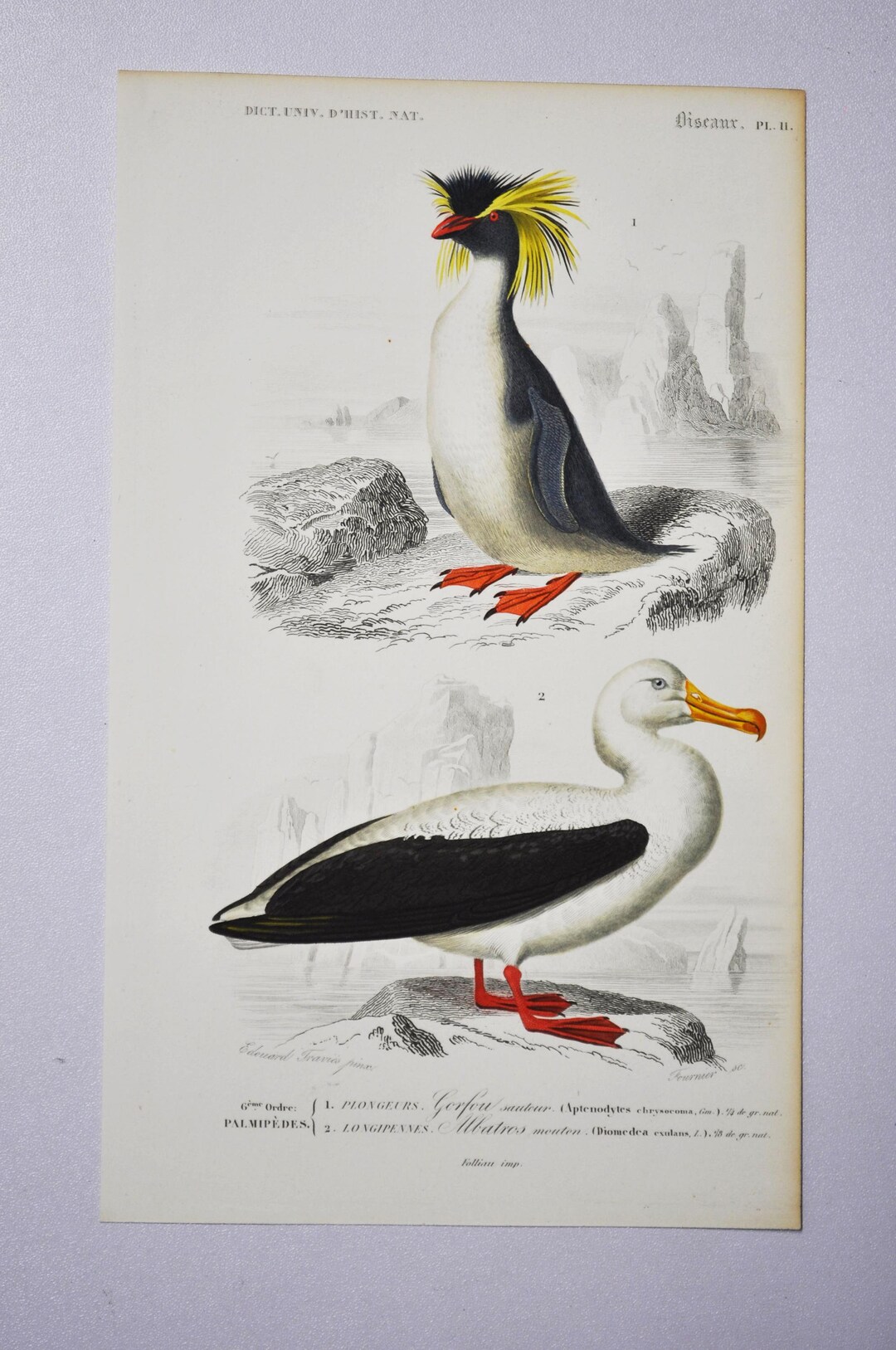 Rockhopper Penguin / Wandering Albatross - Hand-colored Original ...
