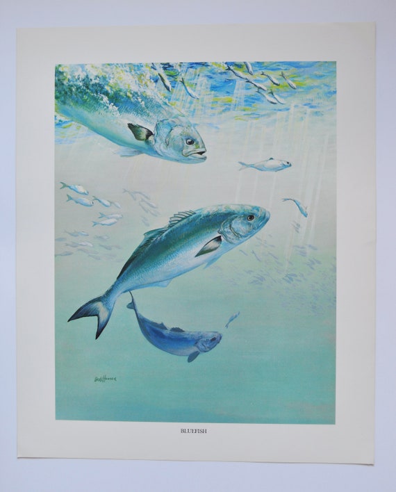 Bluefish Original Fish Print / Lithograph From the | Etsy
