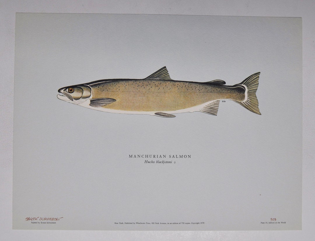 Manchurian Salmon - Original Vintage Fish Print From 1970 - Hucho ...