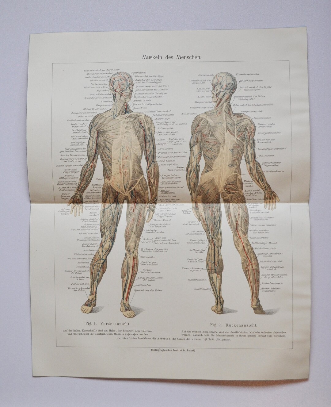 Skeletal Muscles of the Human Body - Original Antique Medical Print ...