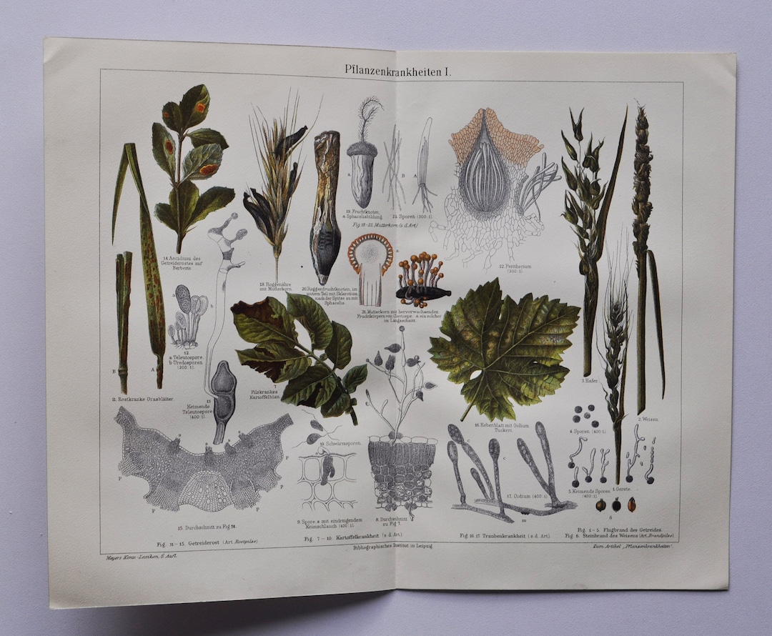 Plant Diseases I - Original Antique Botanical Print - 1906 (aecidium ...