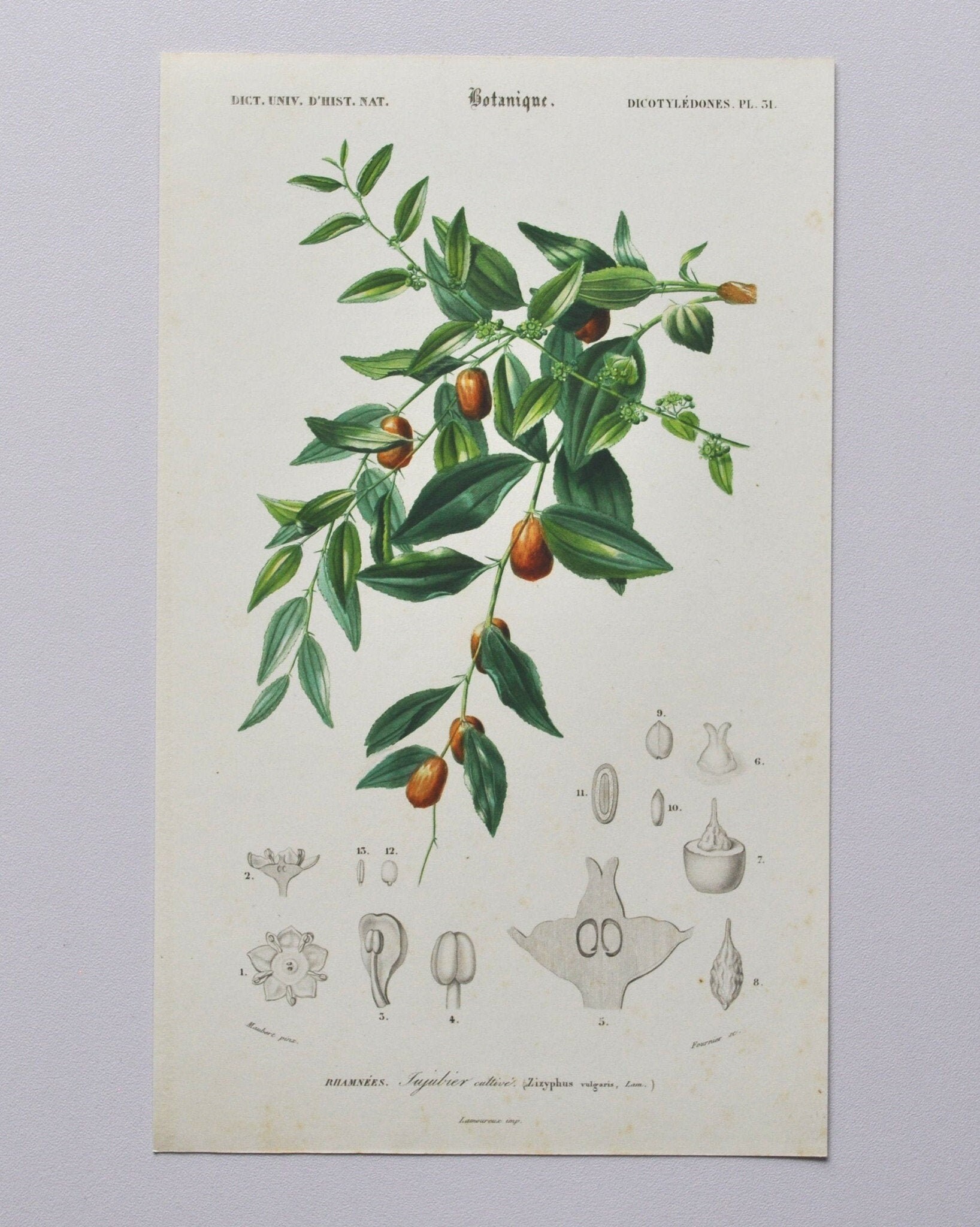 Jujube Hand-colored Original Antique Botanical Print - Etsy