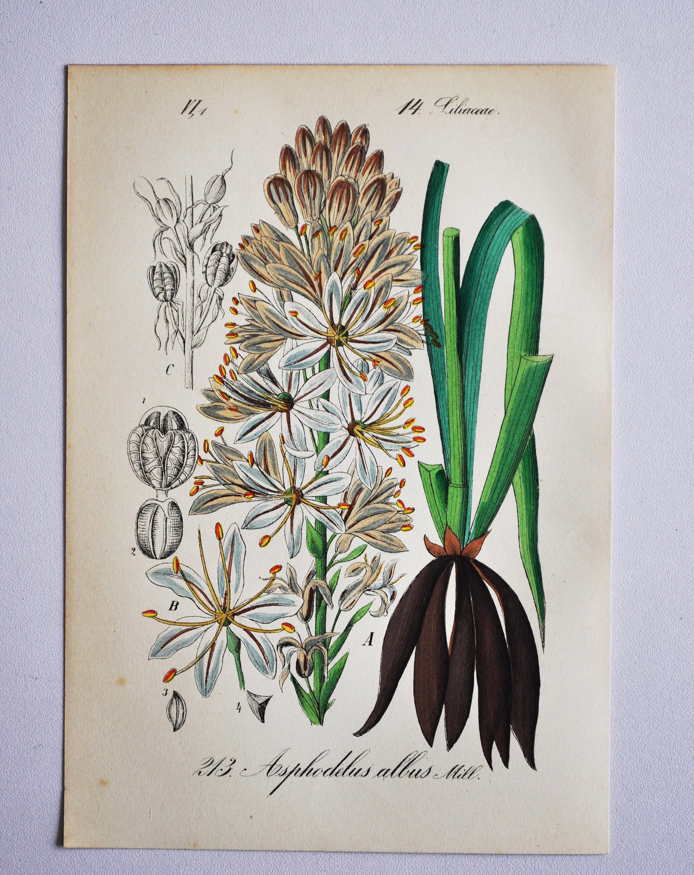 Asphodel Flower Drawing