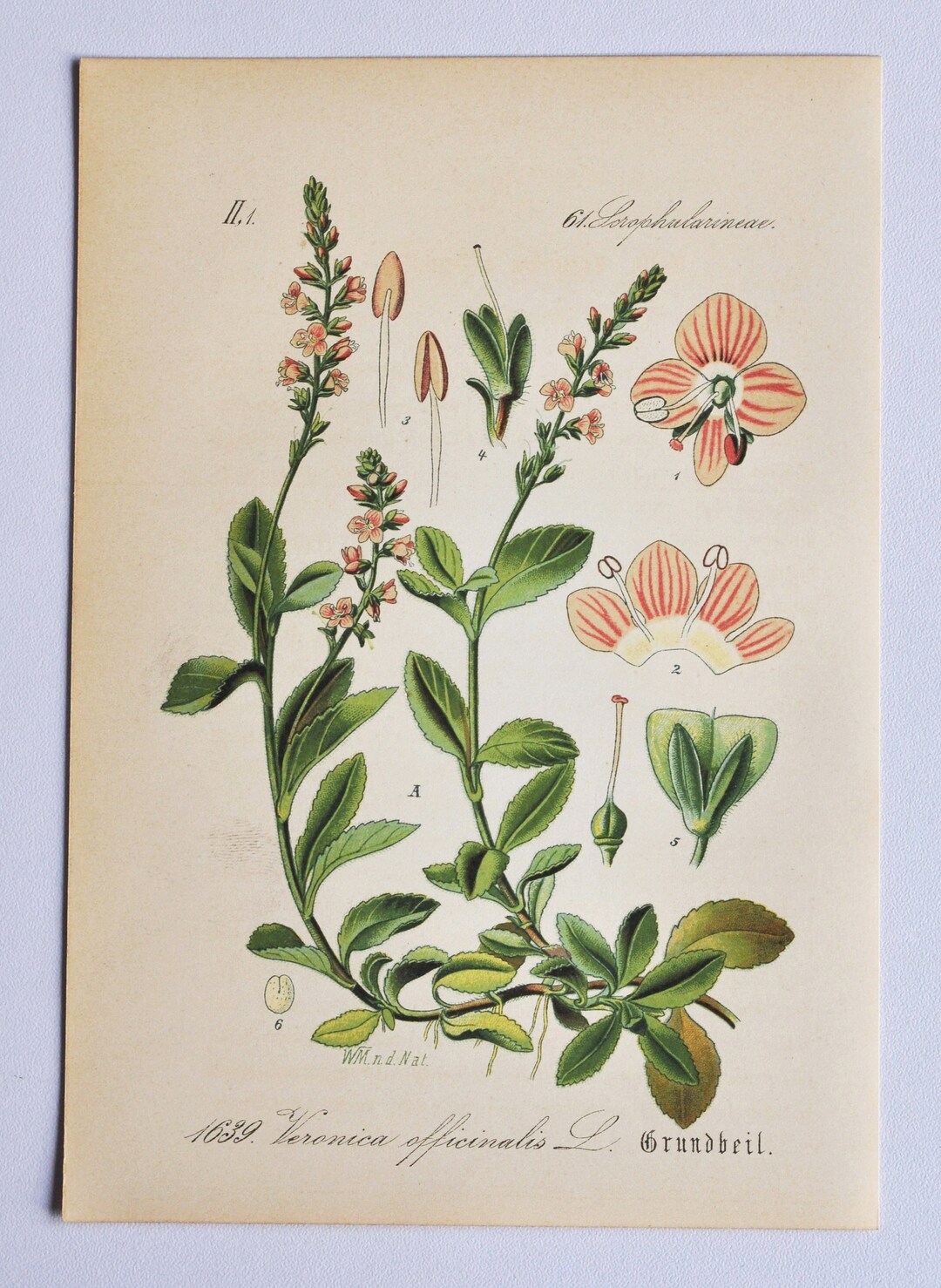Heath Speedwell Print - Original Antique Botanical Print 1880s ...