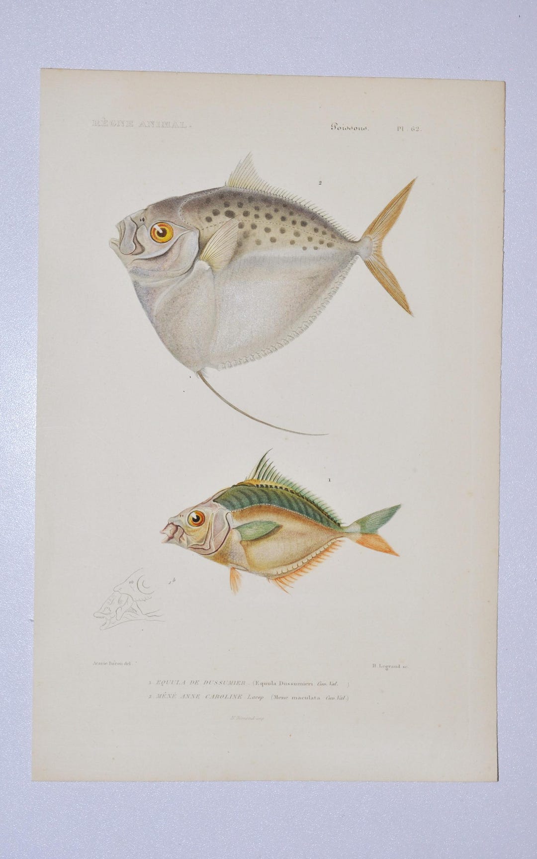 Dussumier's Ponyfish & Moonfish (equula Dussumieri / Mene Maculata ...
