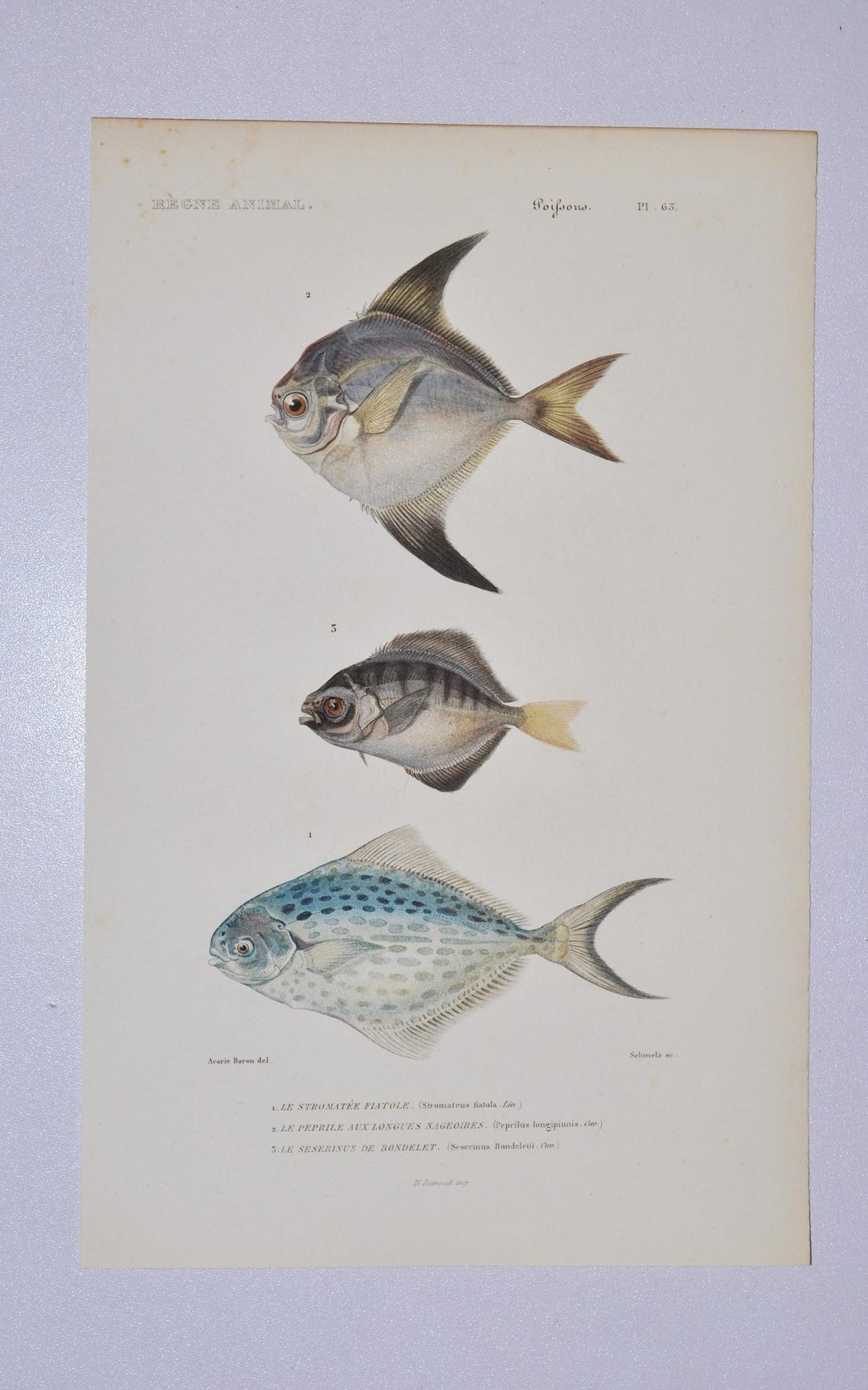 Blue Butterfish / Harvestfish / Blue Butterfish - Hand-colored Original ...