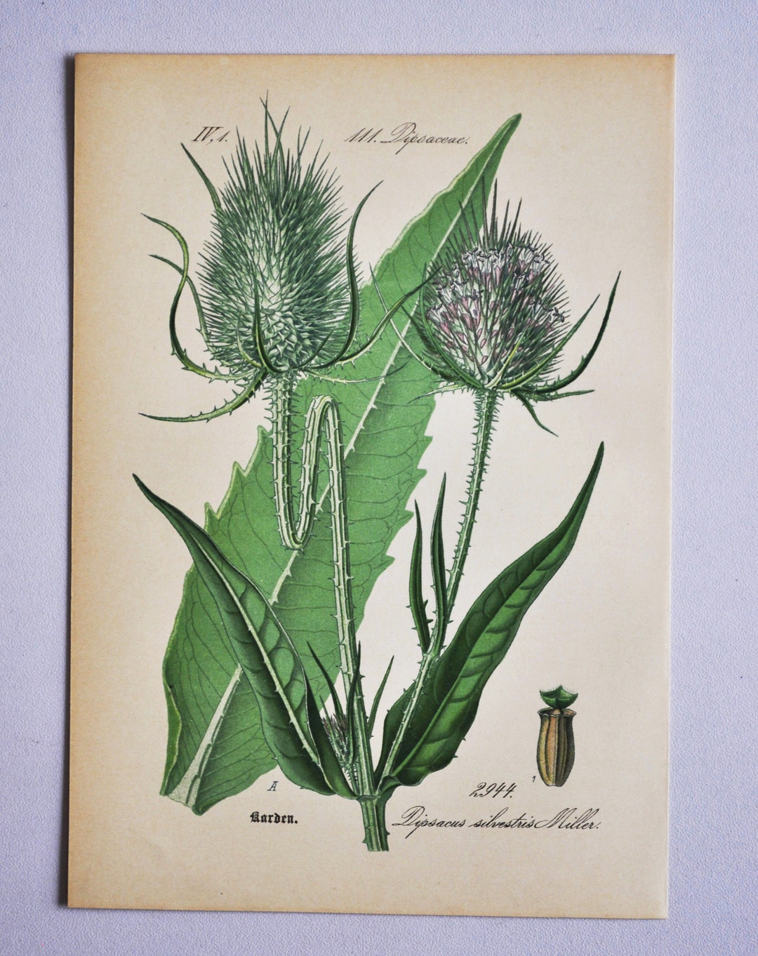 Wild Teasel or Fuller's Teasel Print - Original Antique Botanical Print ...