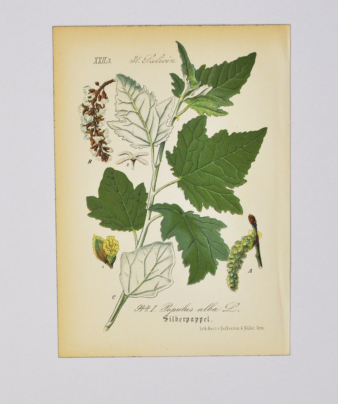 White Poplar Print - Original Antique Botanical Print 1880s - Populus ...