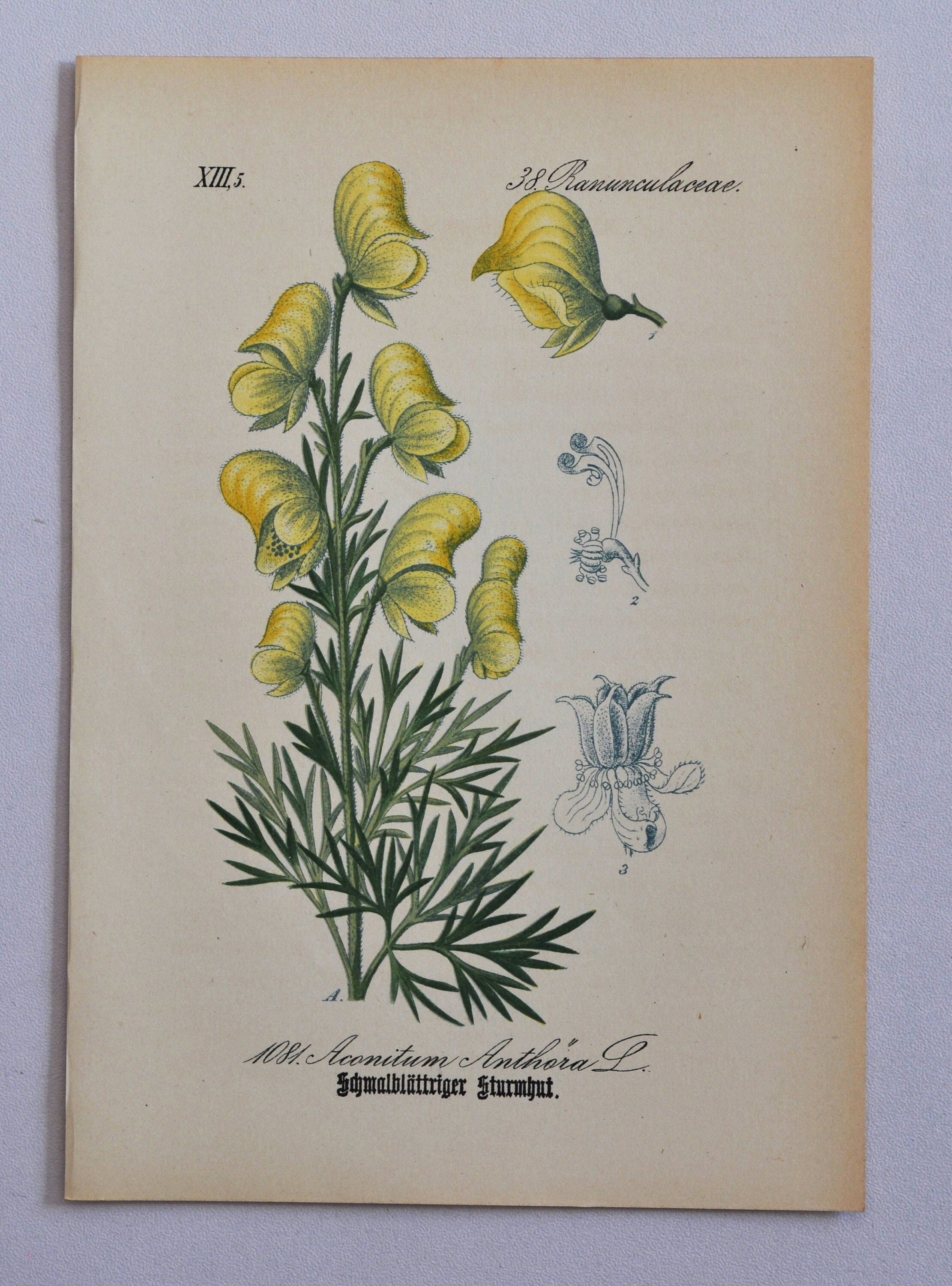 Yellow Wolfsbane Poison