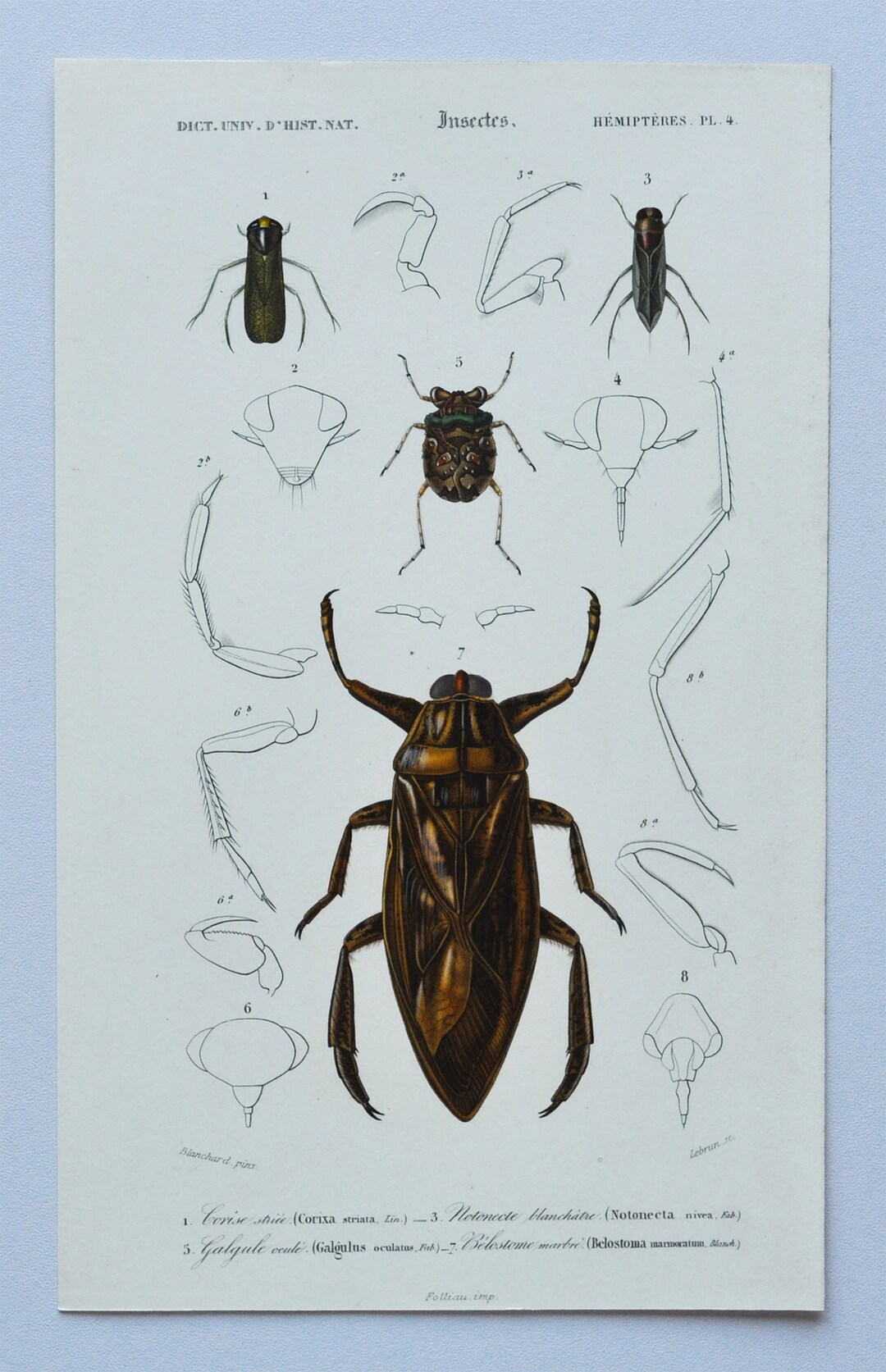 Beetles - Hand-colored Original Antique Insect Print - Orbigny ...