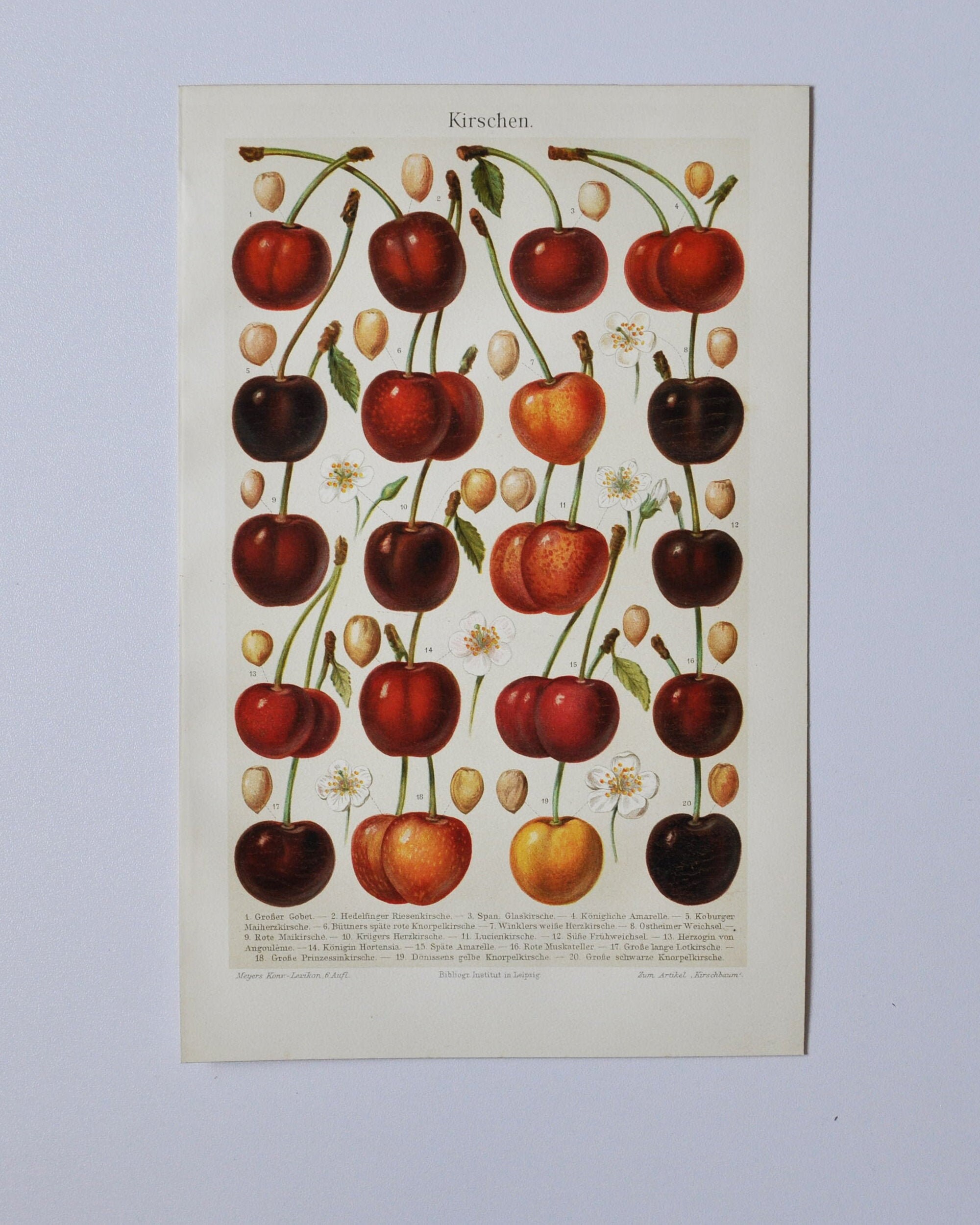 Cherries Are Drupes