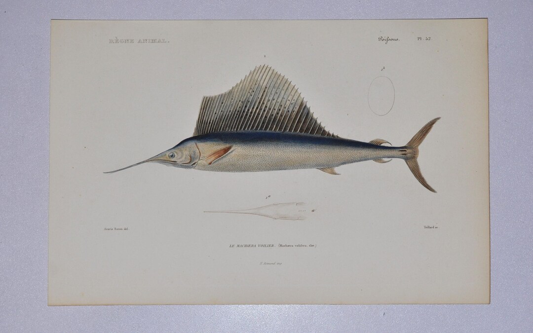 Sailfish (machaera Velifera) - Hand-colored Original Antique Fish Print ...