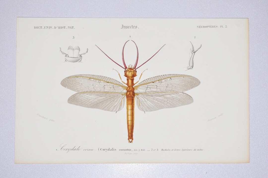 Eastern Dobsonfly - Hand-colored Original Antique Insect Print ...