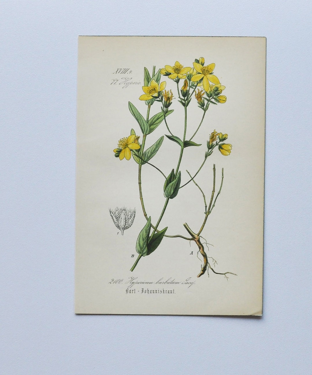 Hypericum Print - Original Antique Botanical Print 1880s - Hyperium ...