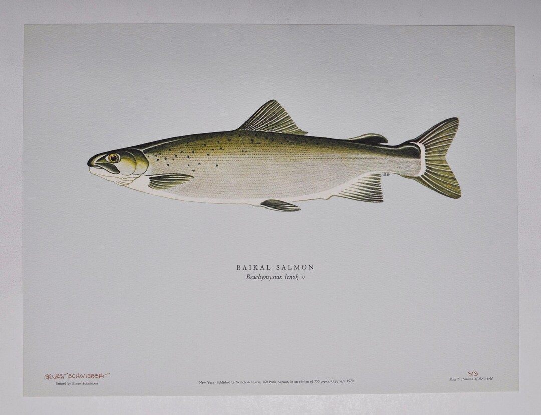Baikal Salmon (russian) - Original Vintage Fish Print From 1970 ...
