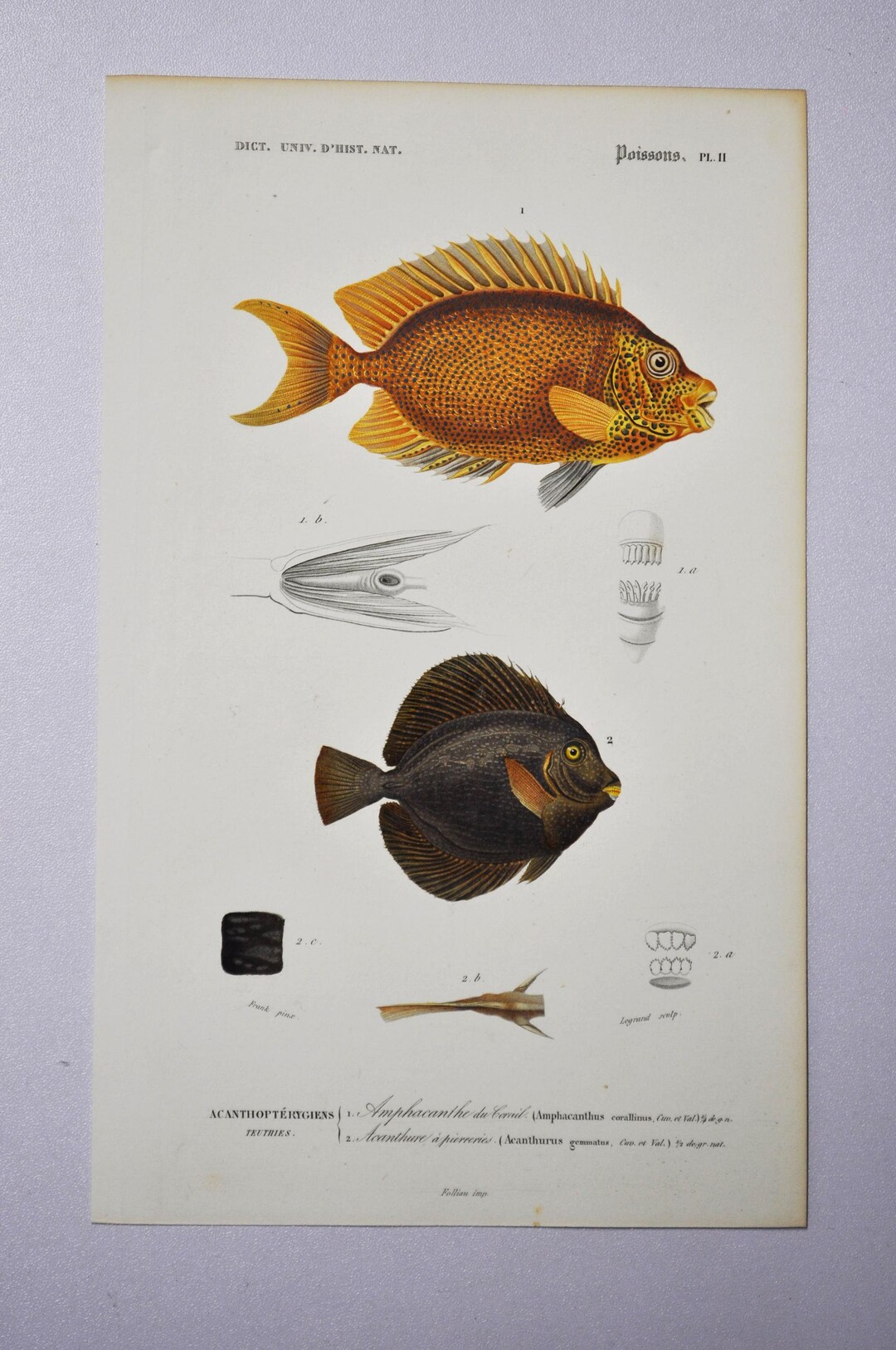 Blue-spotted Spinefoot / Spotted Tang Hand-colored Original Antique ...