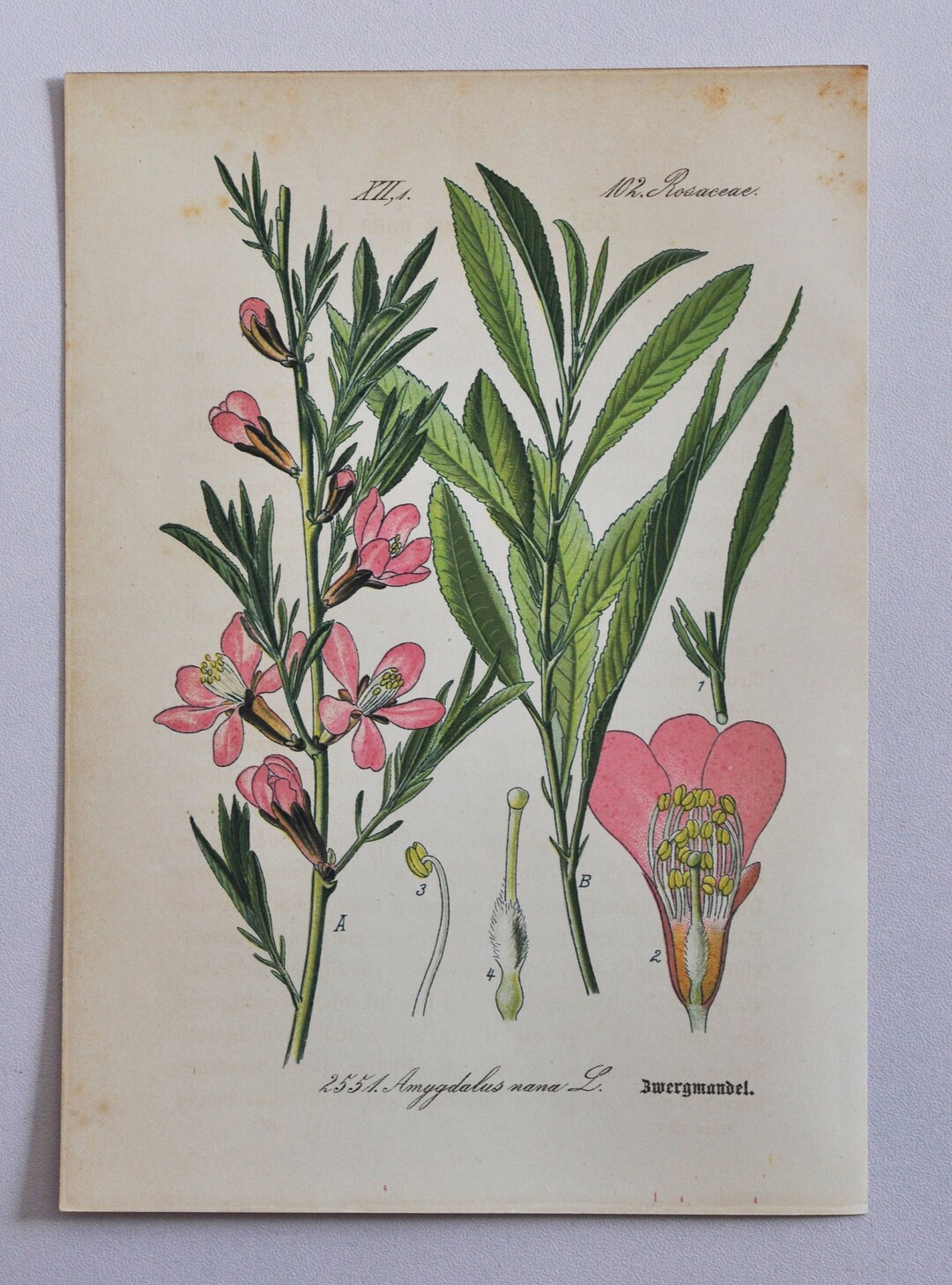 Dwarf Russian Almond Print - Original Antique Botanical Print 1880s ...