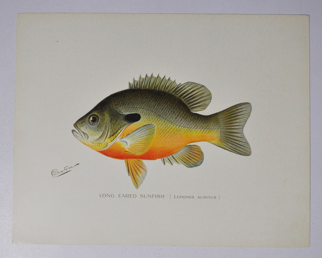 Long Eared Sunfish - Original Antique Fish Print - Lepomis Auritus ...