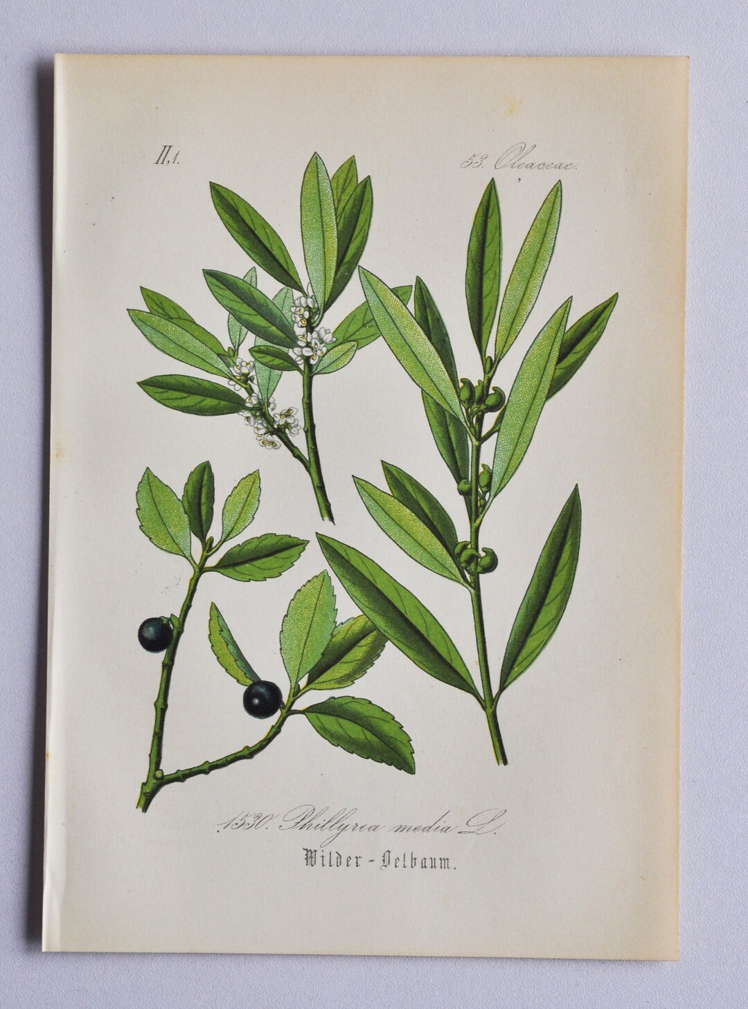 Green Olive Tree Print Original Antique Botanical Print - Etsy