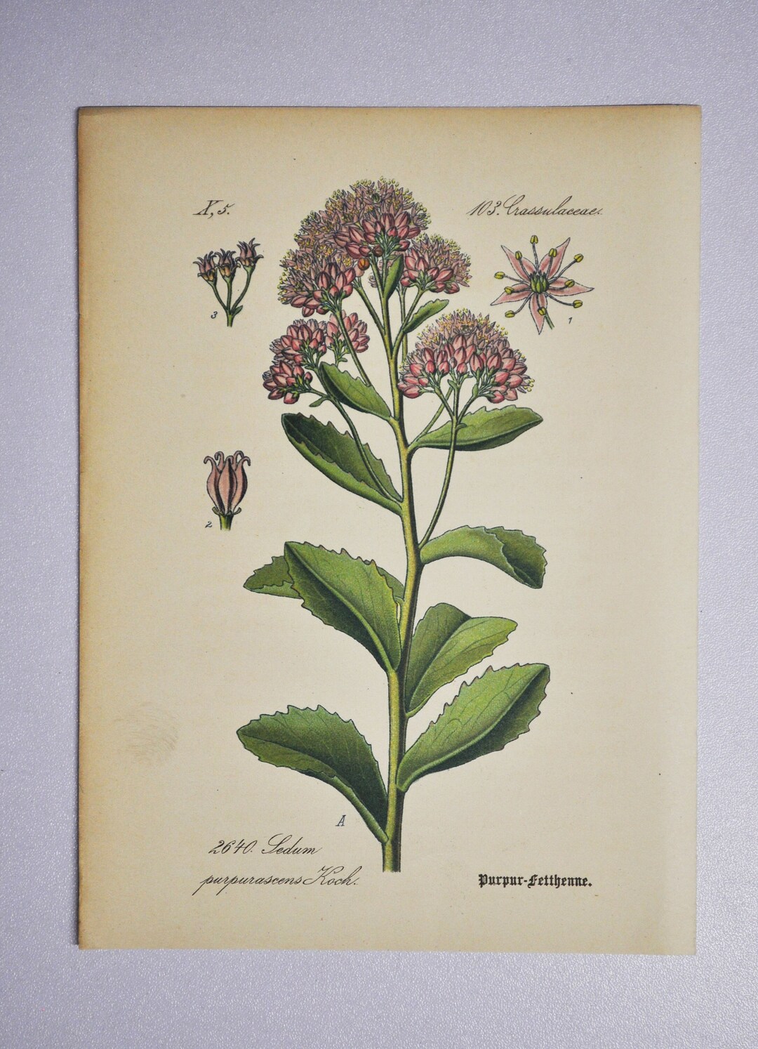 Purple Orpine Print - Original Antique Botanical Print 1880s - Sedum ...