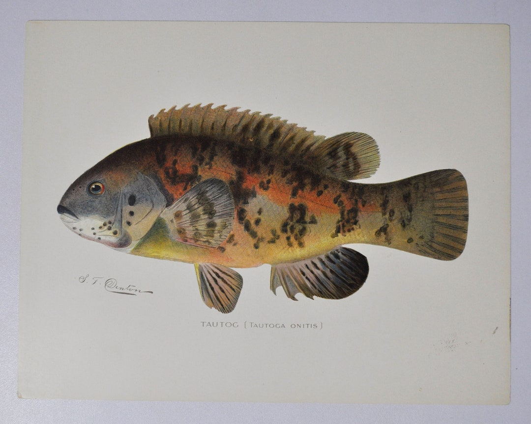 Tautog - Original Antique Fish Print - Tautoga Onitis - 1902 Sherman ...