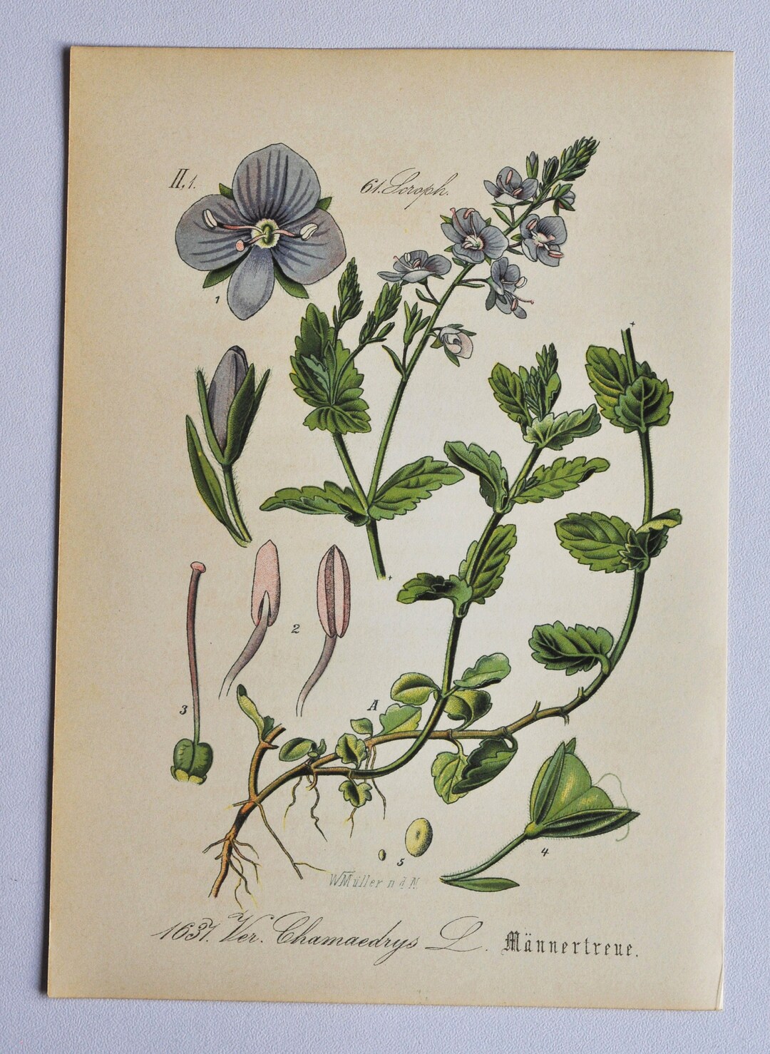 Germander Speedwell Print - Original Antique Botanical Print 1880s ...