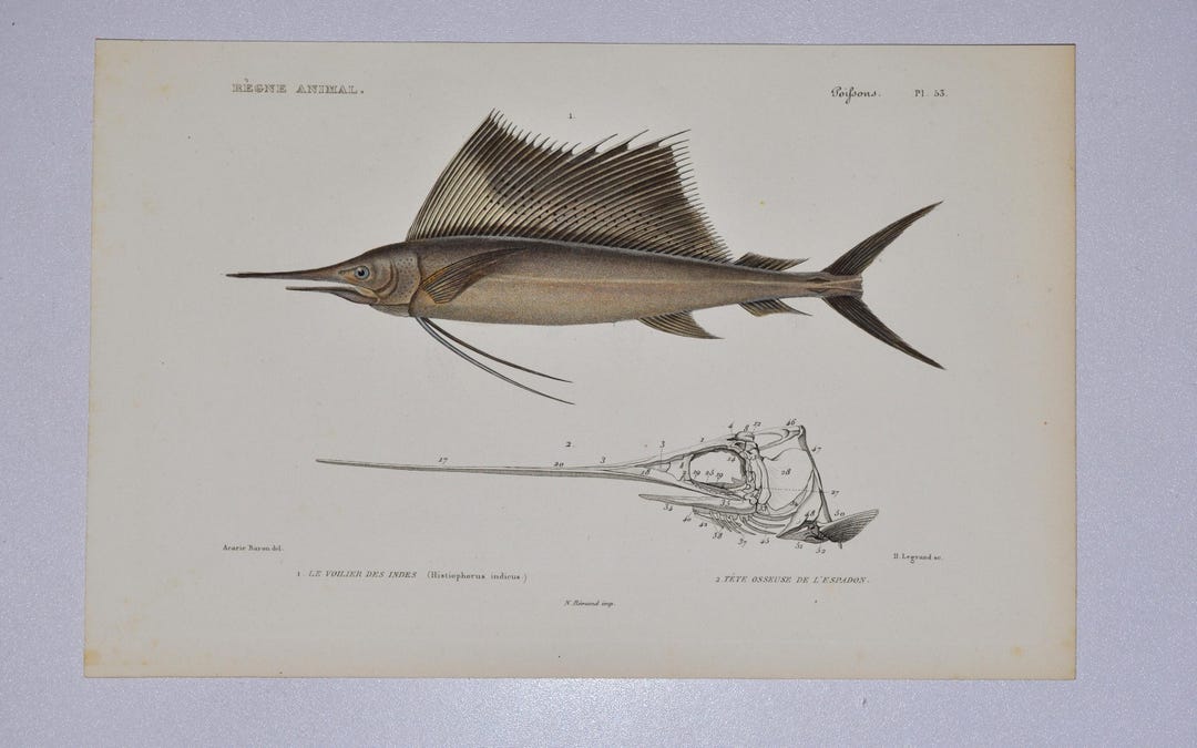 Indo-pacific Sailfish (histiophorus Indicus) - Hand-colored Original ...
