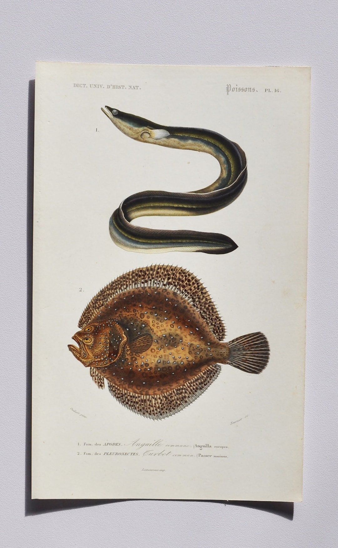 European Eel / Turbot - Hand-colored Original Antique Fish Print ...