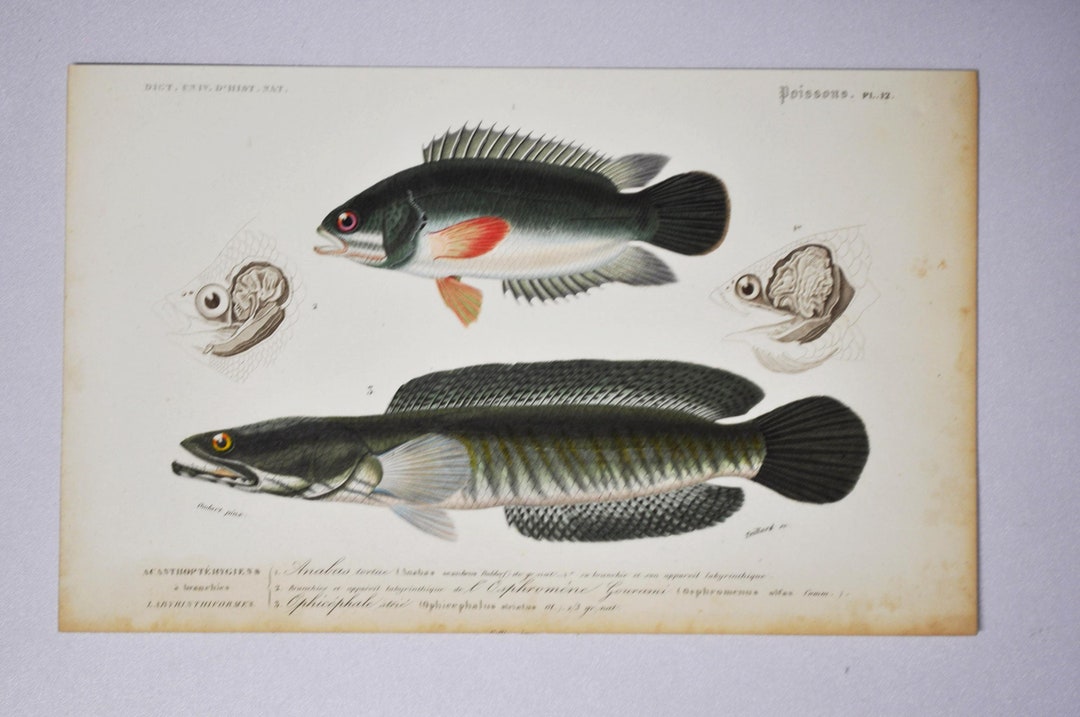 Climbing Perch and Snakehead Murrel - Hand-colored Original Antique ...