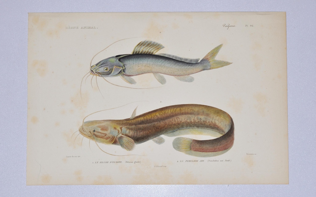 Wels Catfish & Long-whiskered Catfish (silurus Glanis / Pimelodus Aor ...