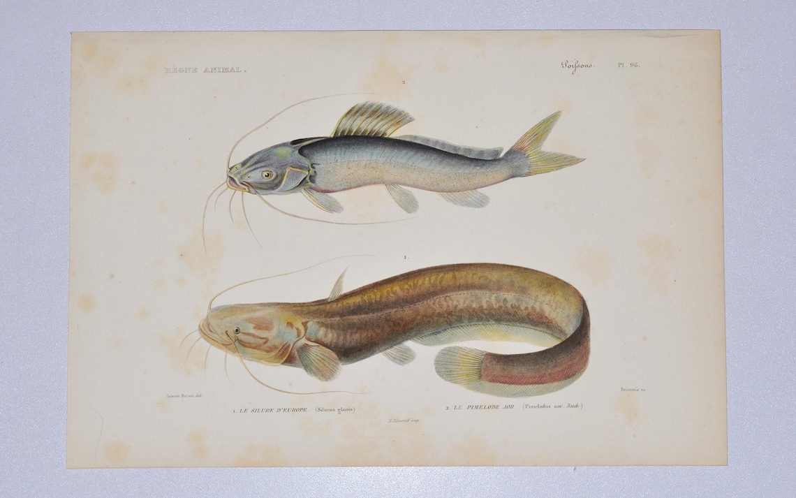 Wels Catfish & Long-whiskered Catfish (silurus Glanis / Pimelodus Aor ...