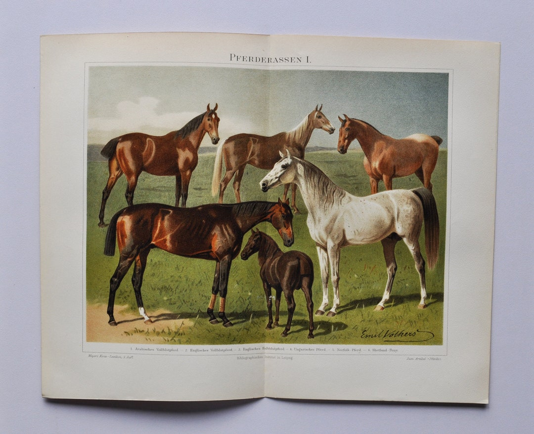 Horse Breeds I - Original Antique Animal Print - 1906 (arabian Full ...