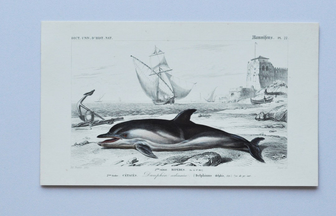 Dolphin - Hand-colored Original Antique Fish & Sea Life Print - Orbigny ...
