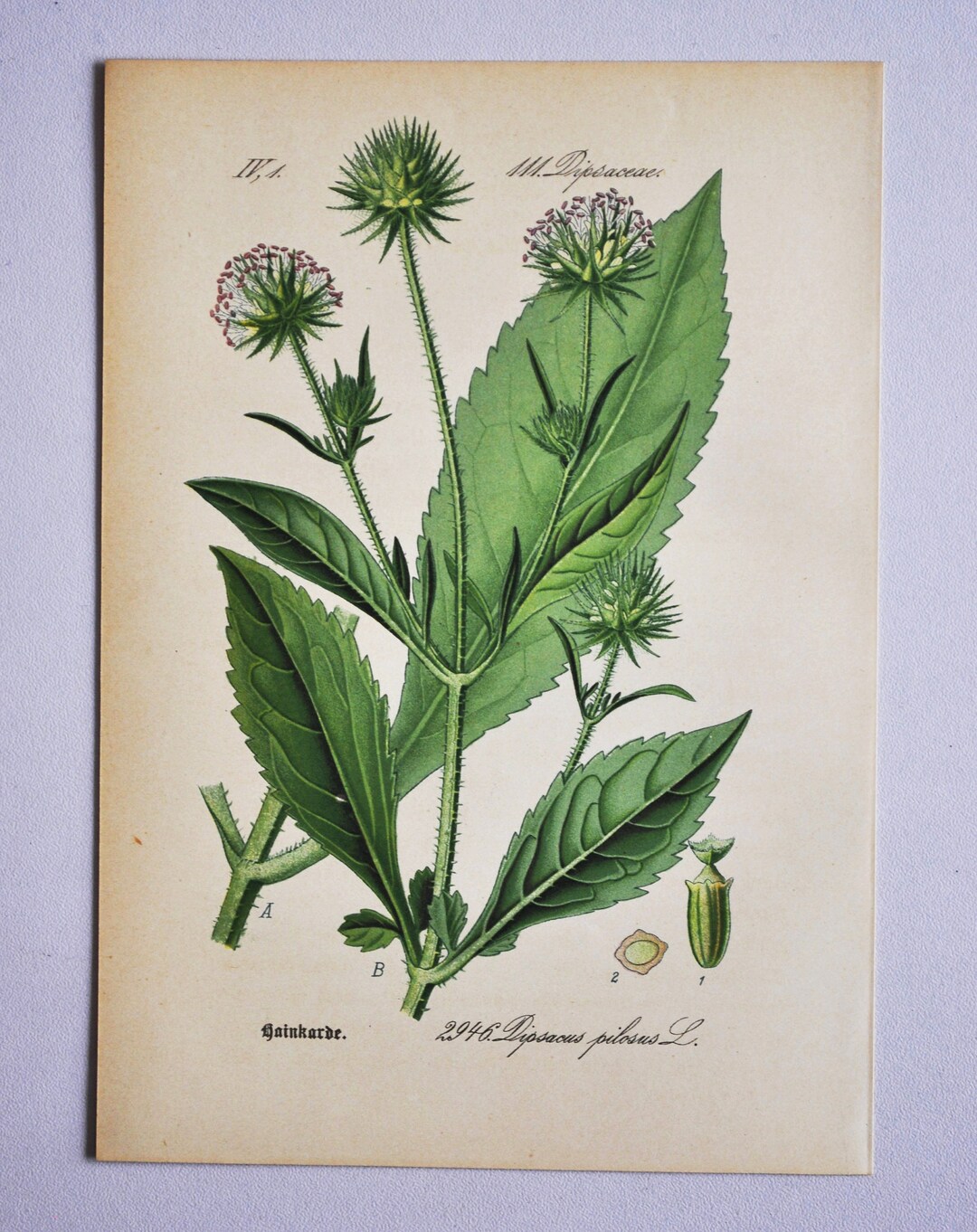 Small Teasel Print - Original Antique Botanical Print 1880s - Dipsacus ...