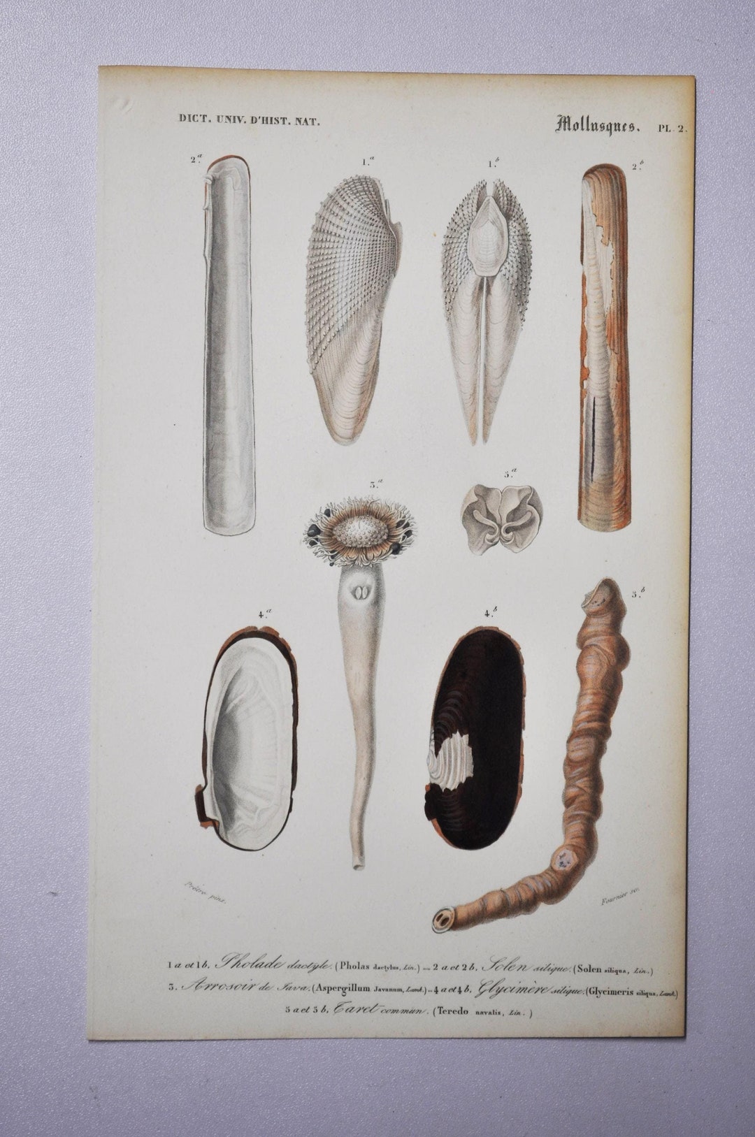 Common Piddock, Pod Razor, Aspergillum, Glycymeris Hand-colored ...