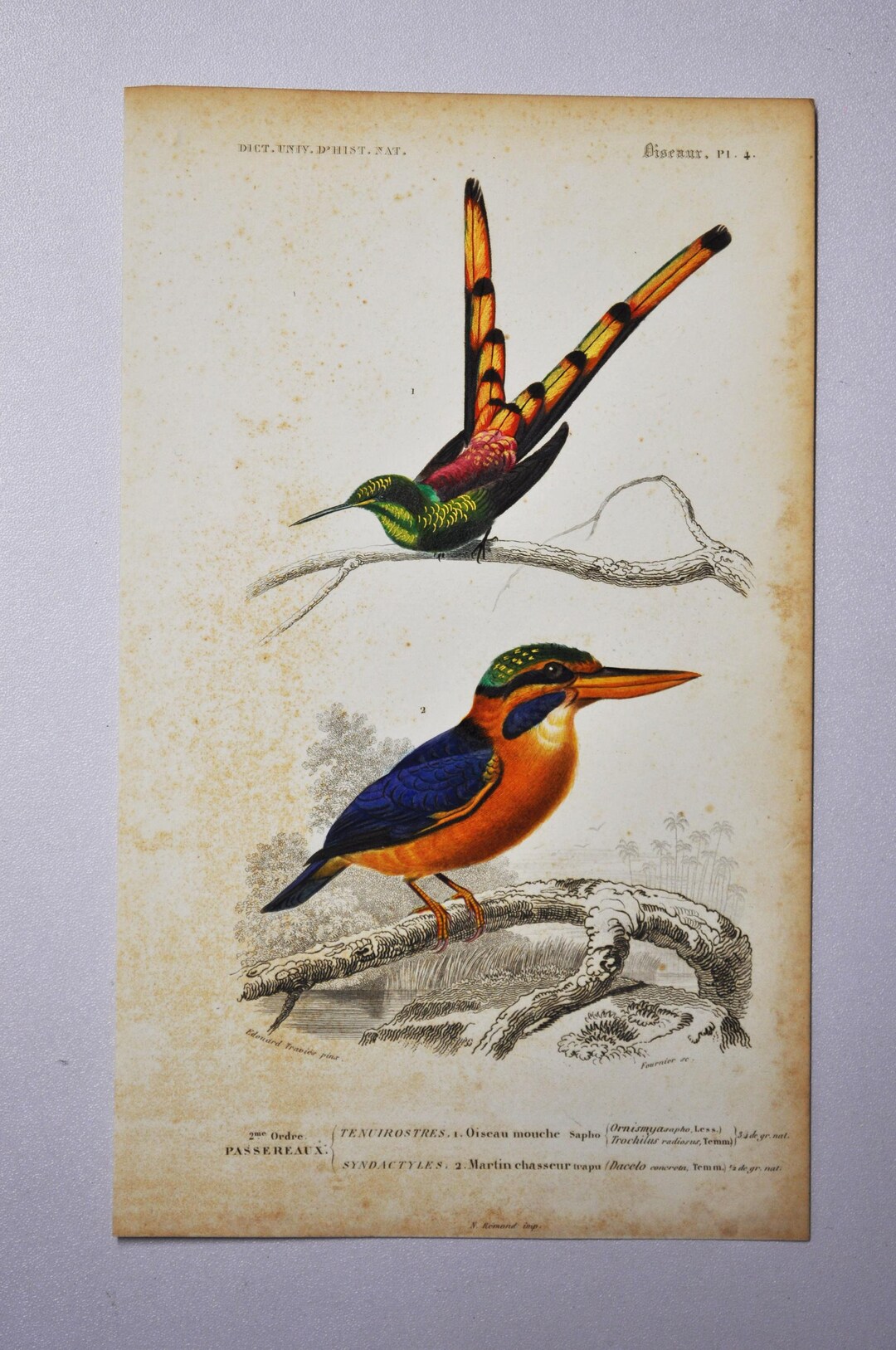 Hummingbird / Kingfisher - Hand-colored Original Antique Bird Print ...