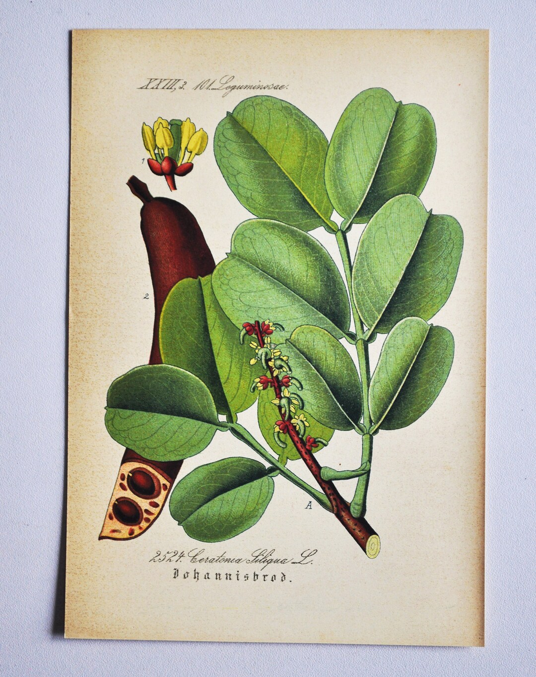 Carob Print - Original Antique Botanical Print 1880s - Ceratonia ...
