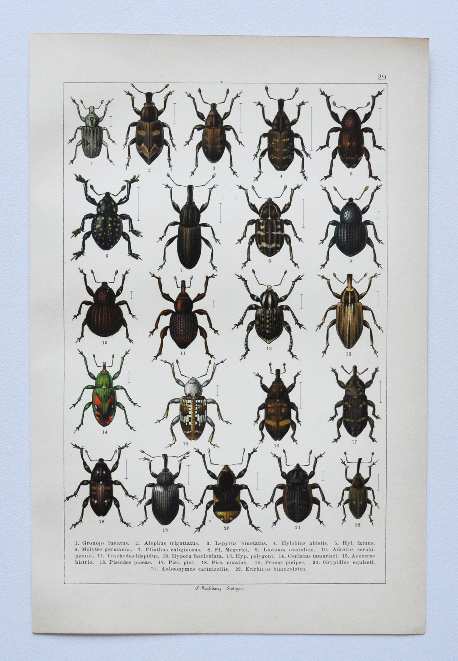 Beetles Original Antique Insect Print 1893 gronops - Etsy
