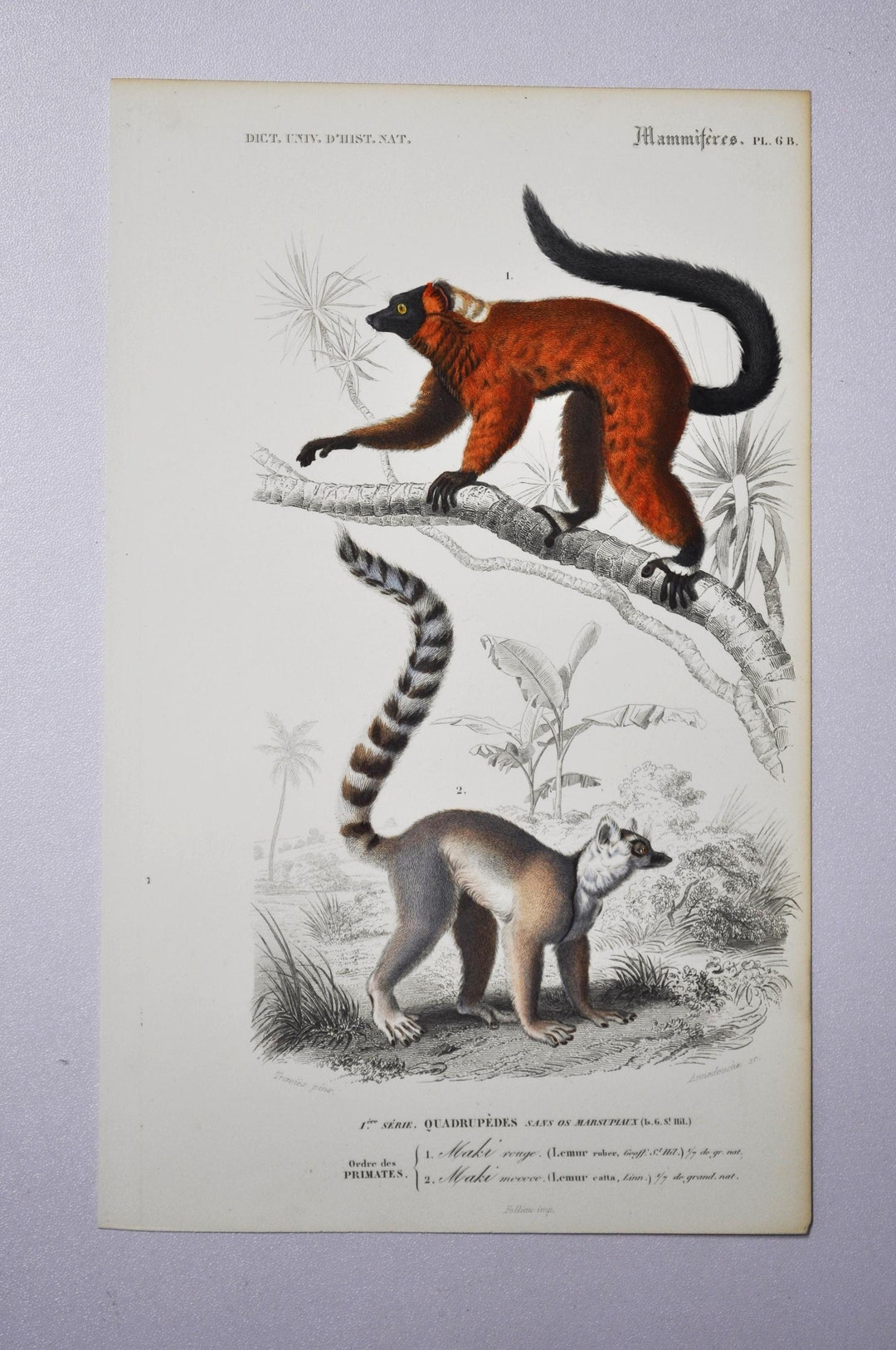 Lemurs - Hand-colored Original Antique Animal Print - Orbigny Engraving ...